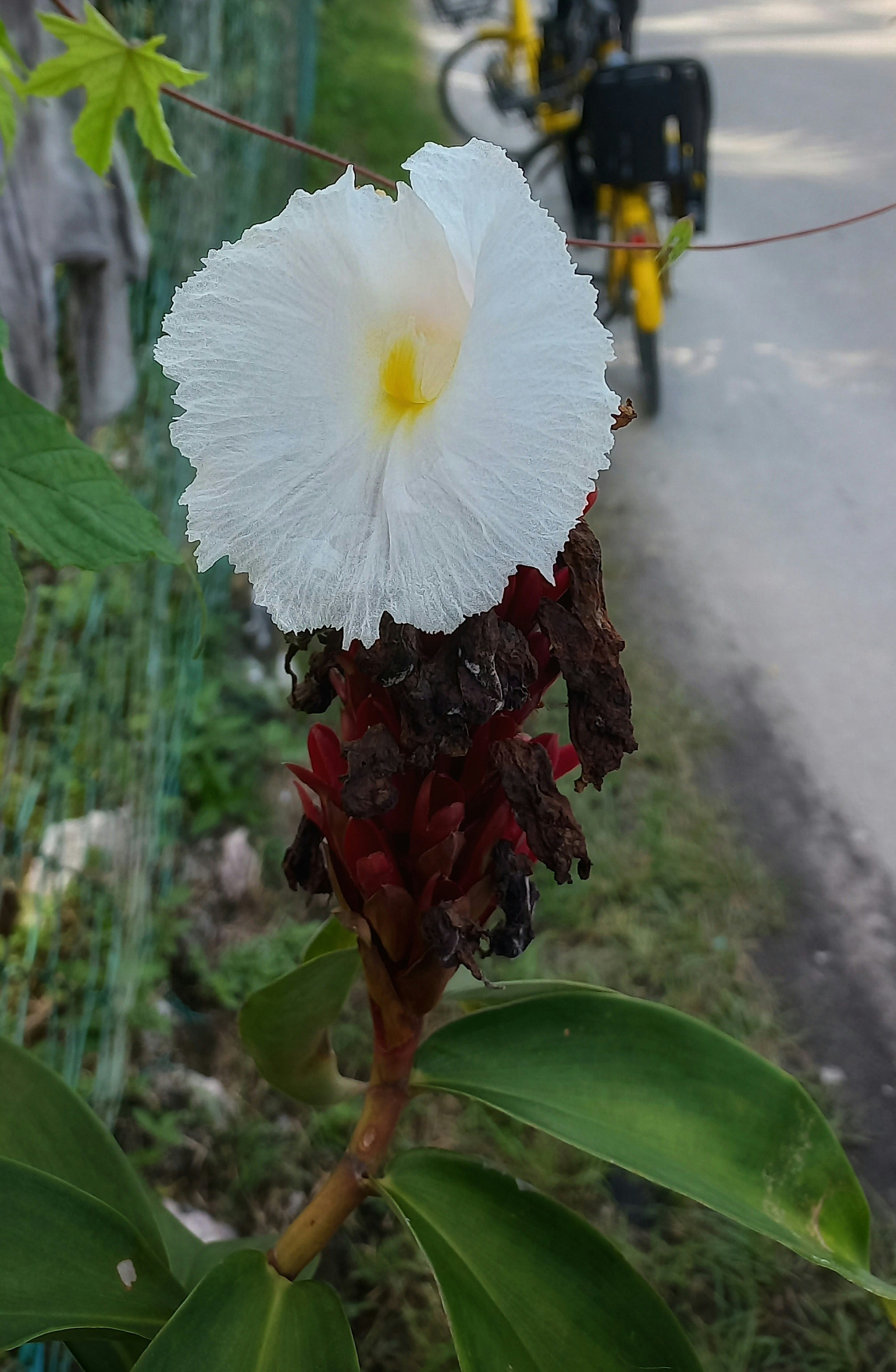 A solitary white hibiscus with a pale yellow throat dominates the foreground, perched on a glossy green stem. A blurred urban backdrop reveals a yellow bicycle, highlighting nature's calm amid street activity.