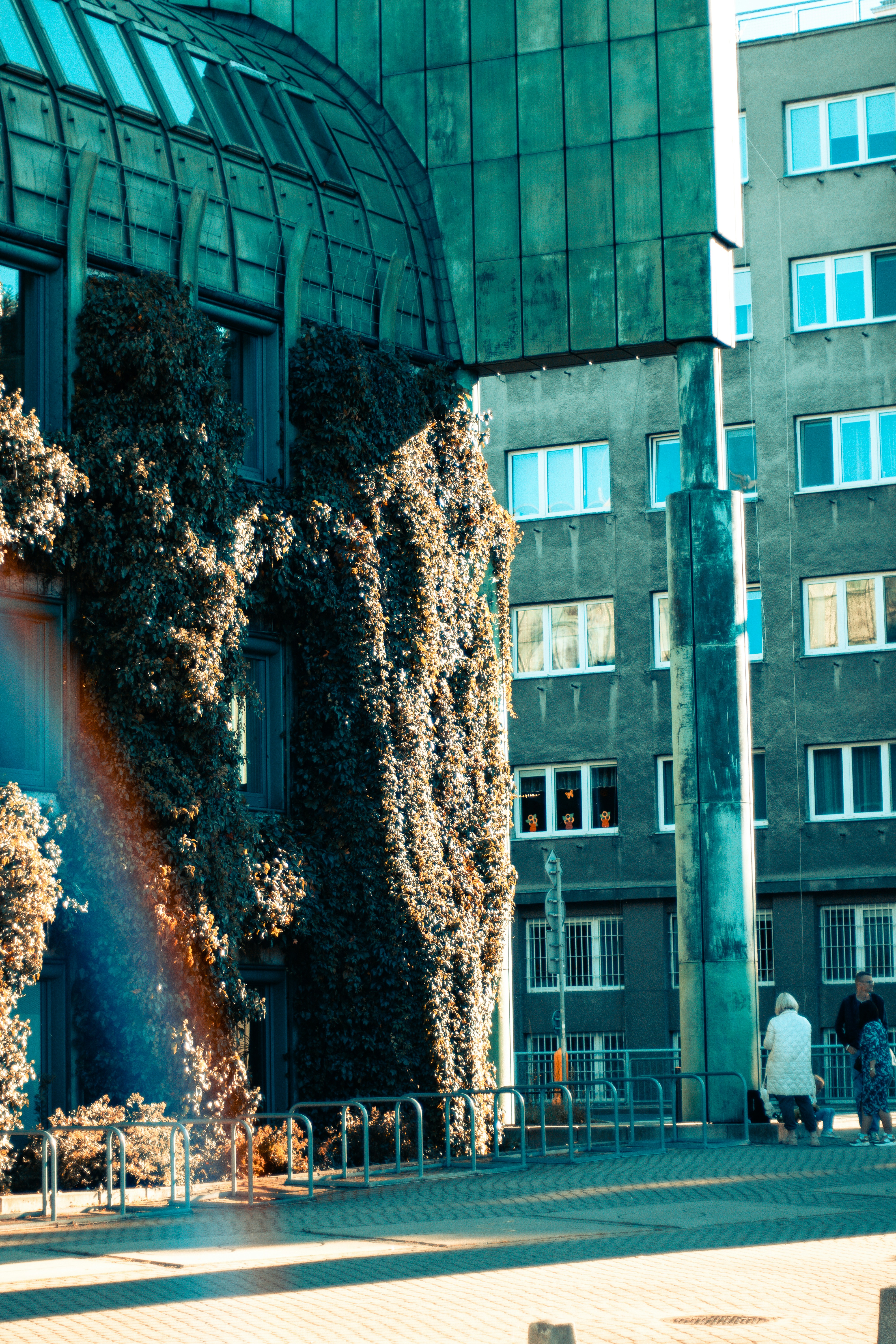 Ivy on the Facade: a Teal-Tinted Urban Moment