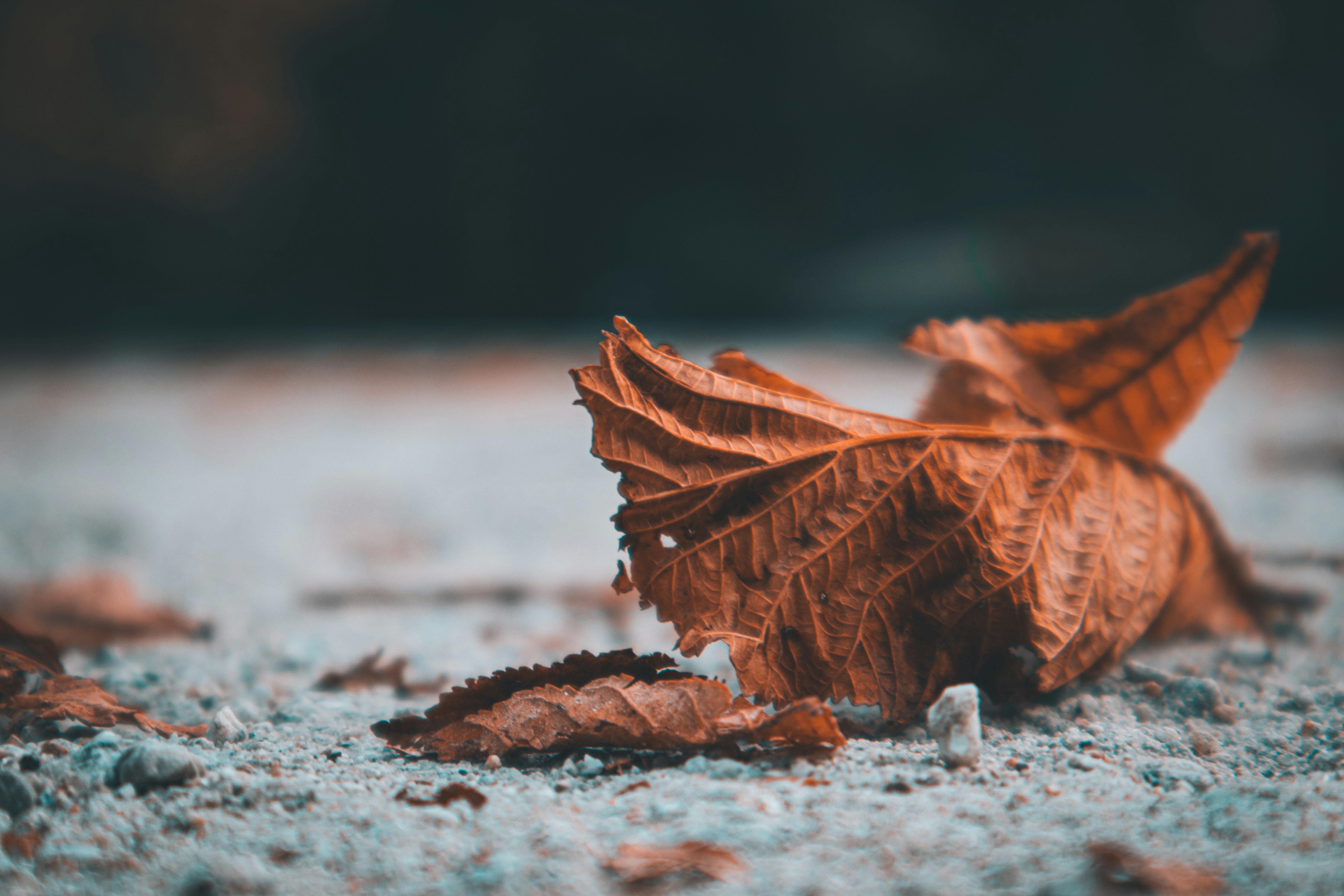 Autumn Leaf in Soft Focus on a Pebble Bed