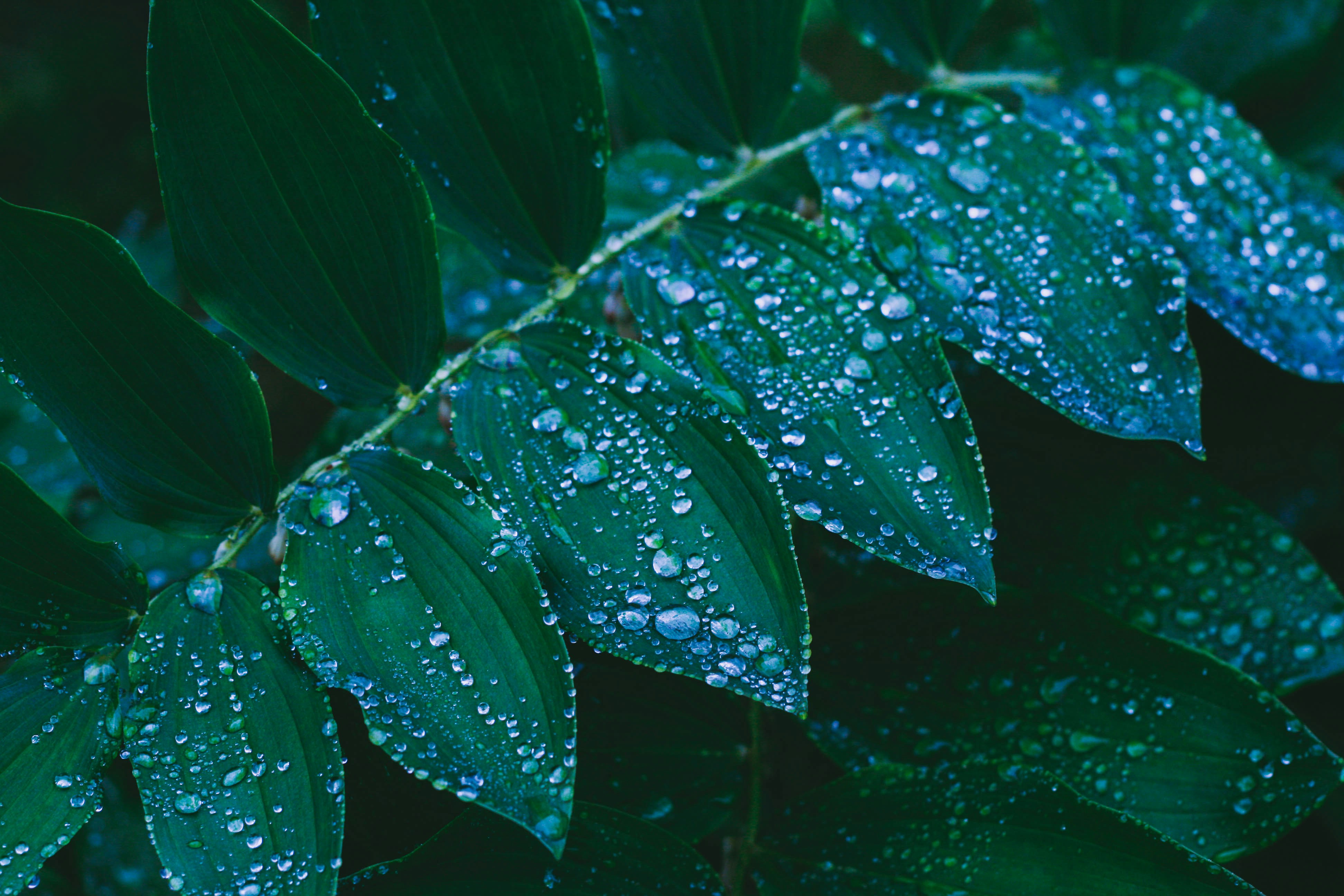 Close-up of lush green leaves adorned with glistening water droplets, showcasing the beauty of nature. The intricate details highlight the texture and vibrancy of the foliage.