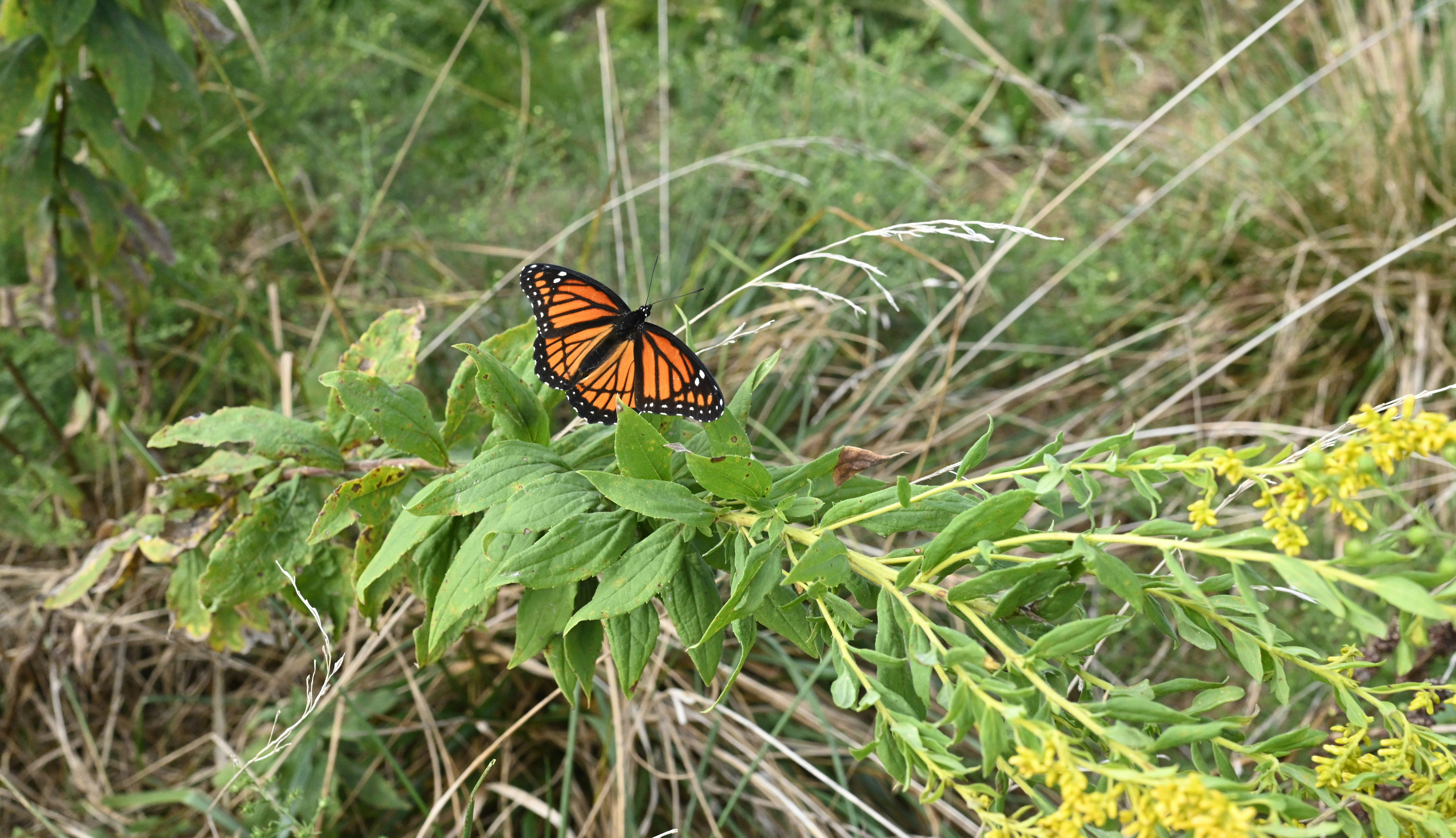Oxford, Maryland; September 24, 2022: A viceroy butterfly.