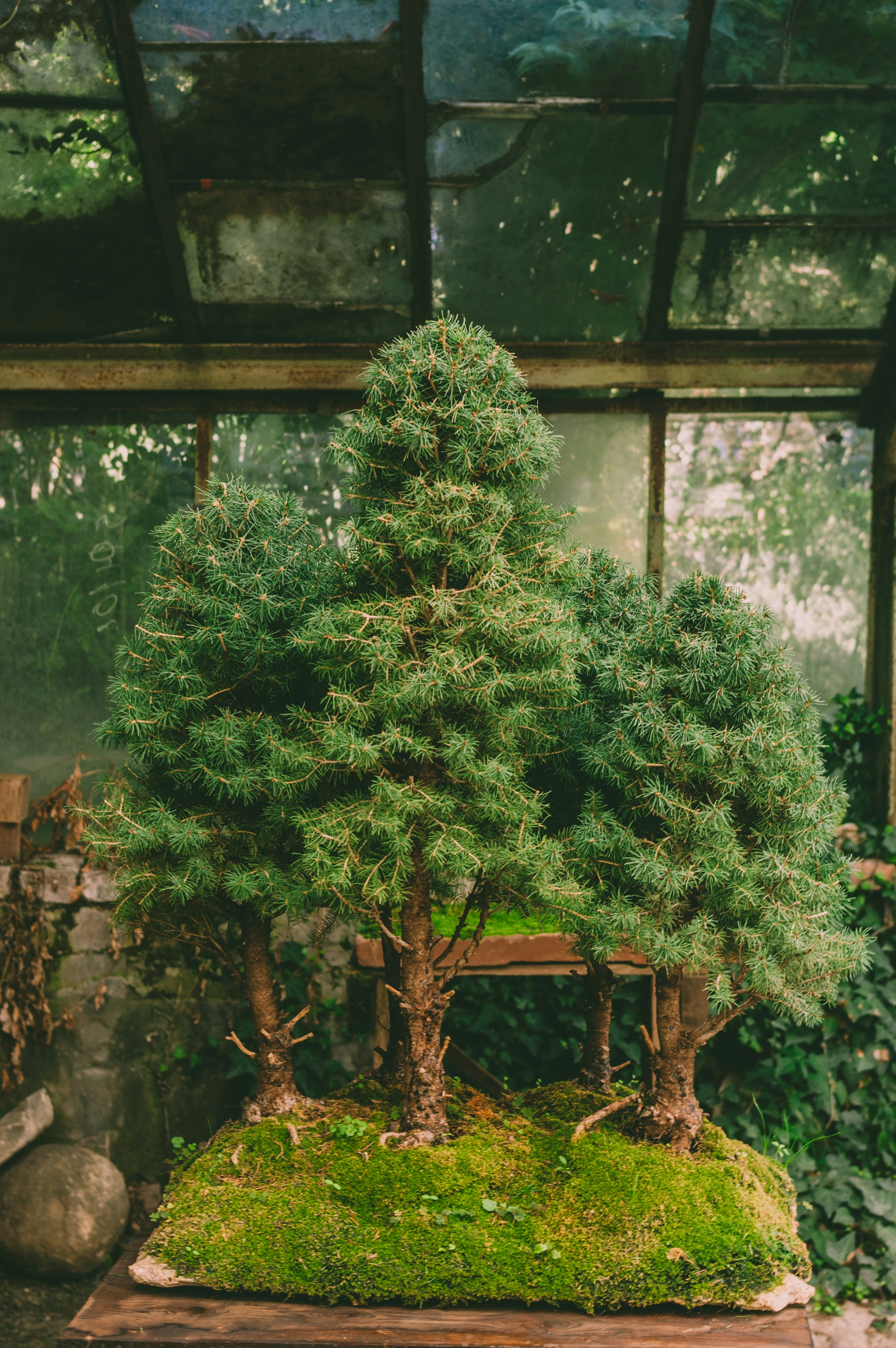 a tree in front of a building