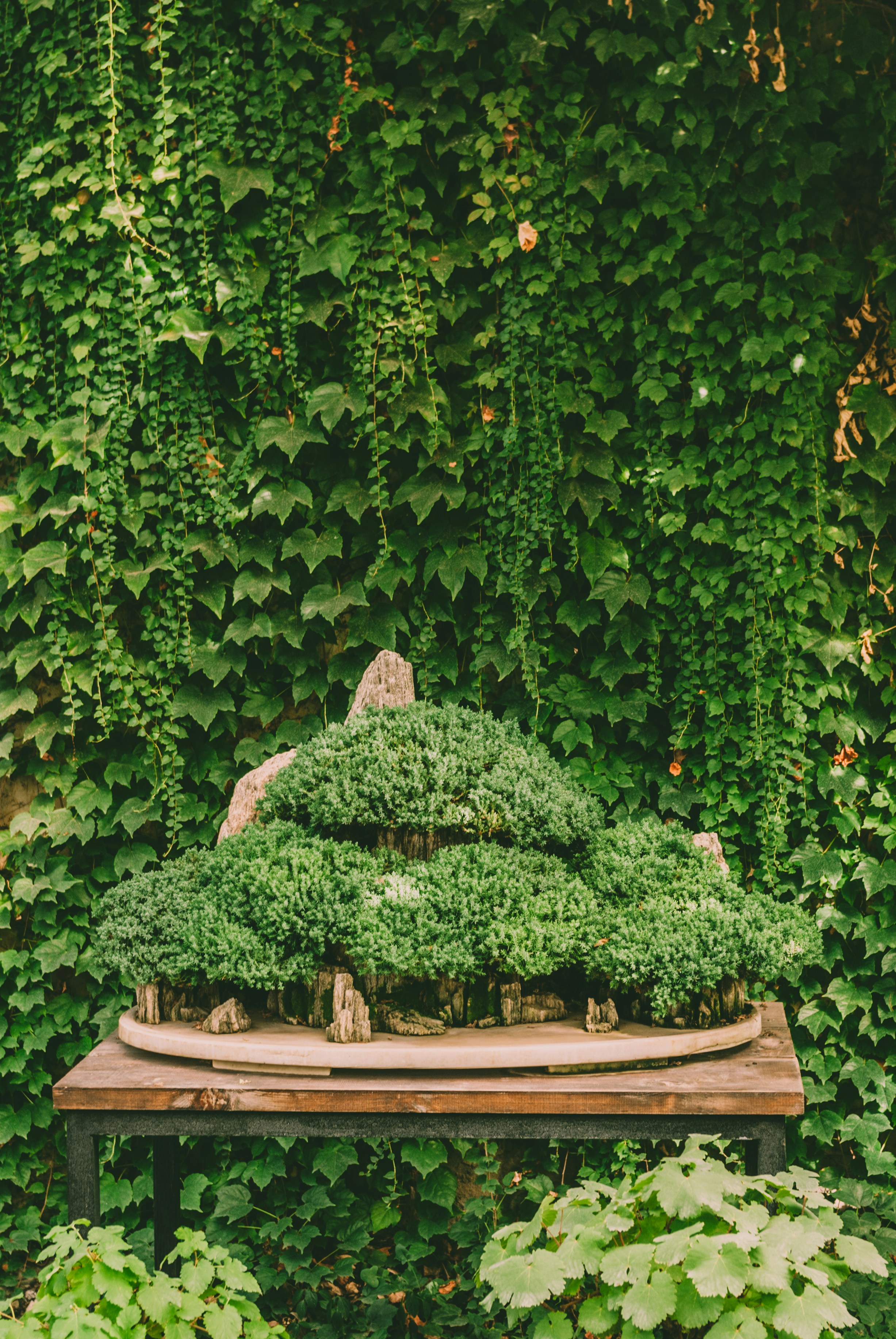 Verdant Bonsai Tableau on a Weathered Table Amid Ivy Curtain