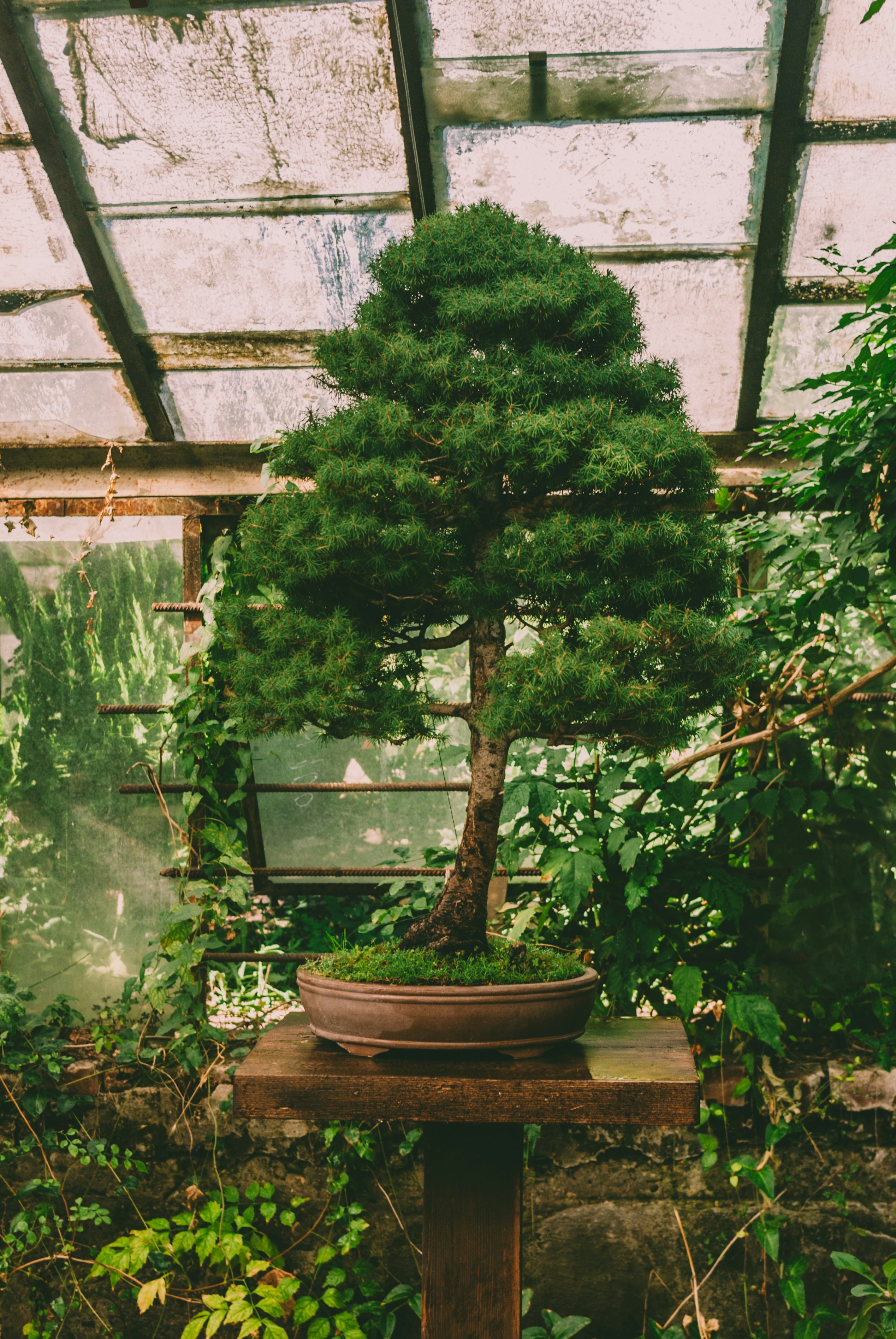 a tree in a pot
