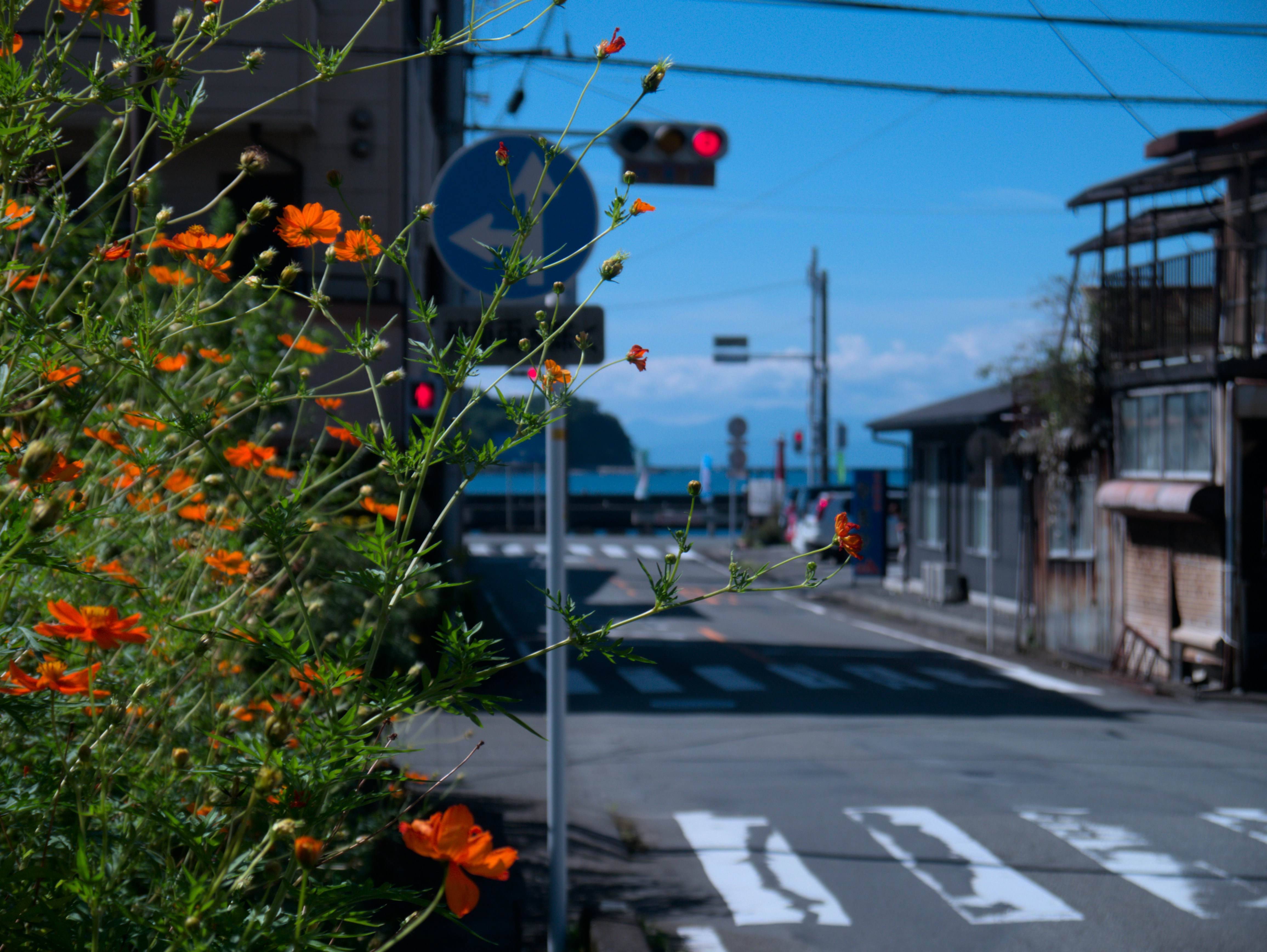 Orange blossoms frame a quiet street against a bright blue sky