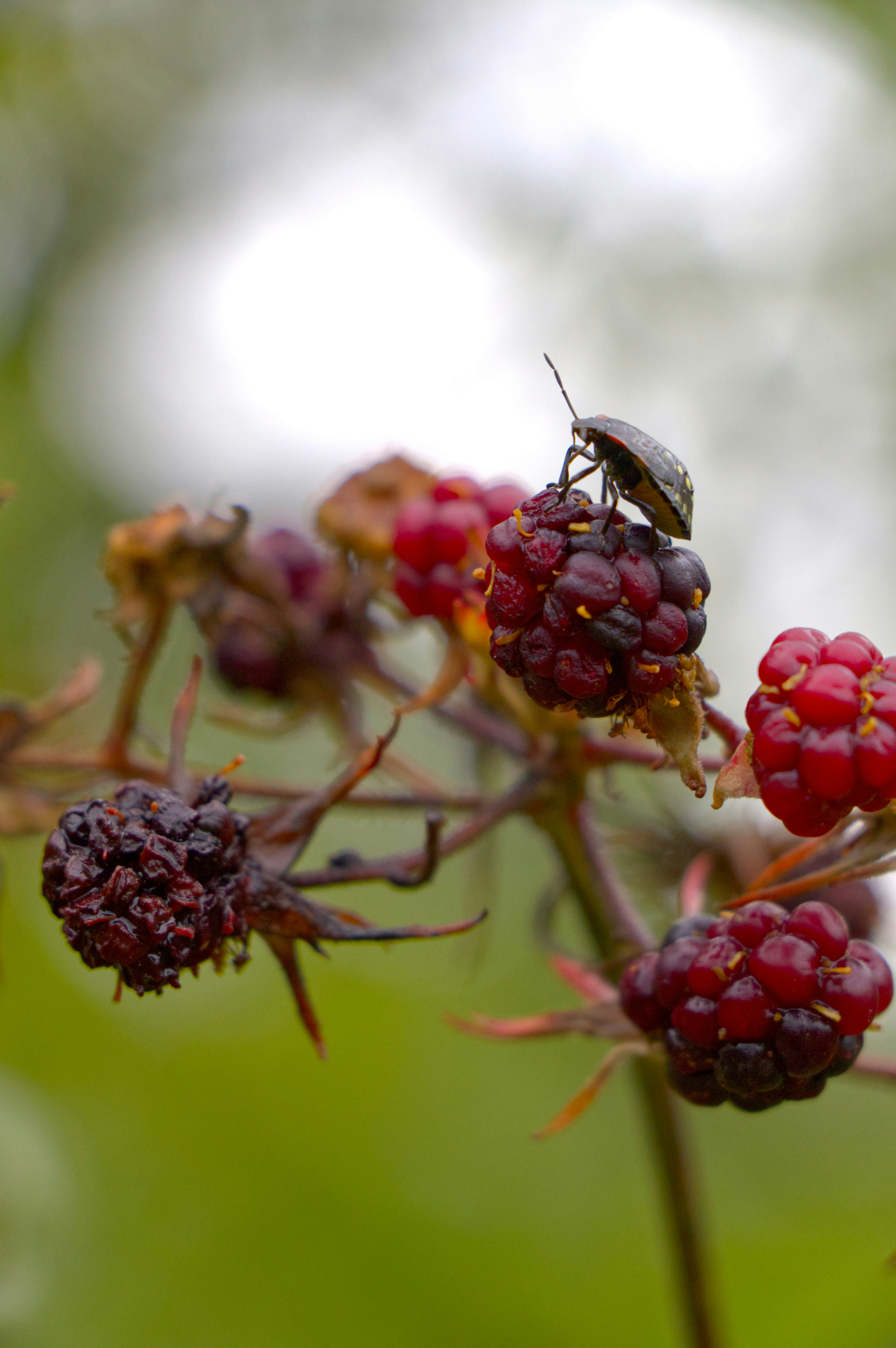 Near-Shell Focus: A Blackberry Crowned Beetle on Juicy Berries