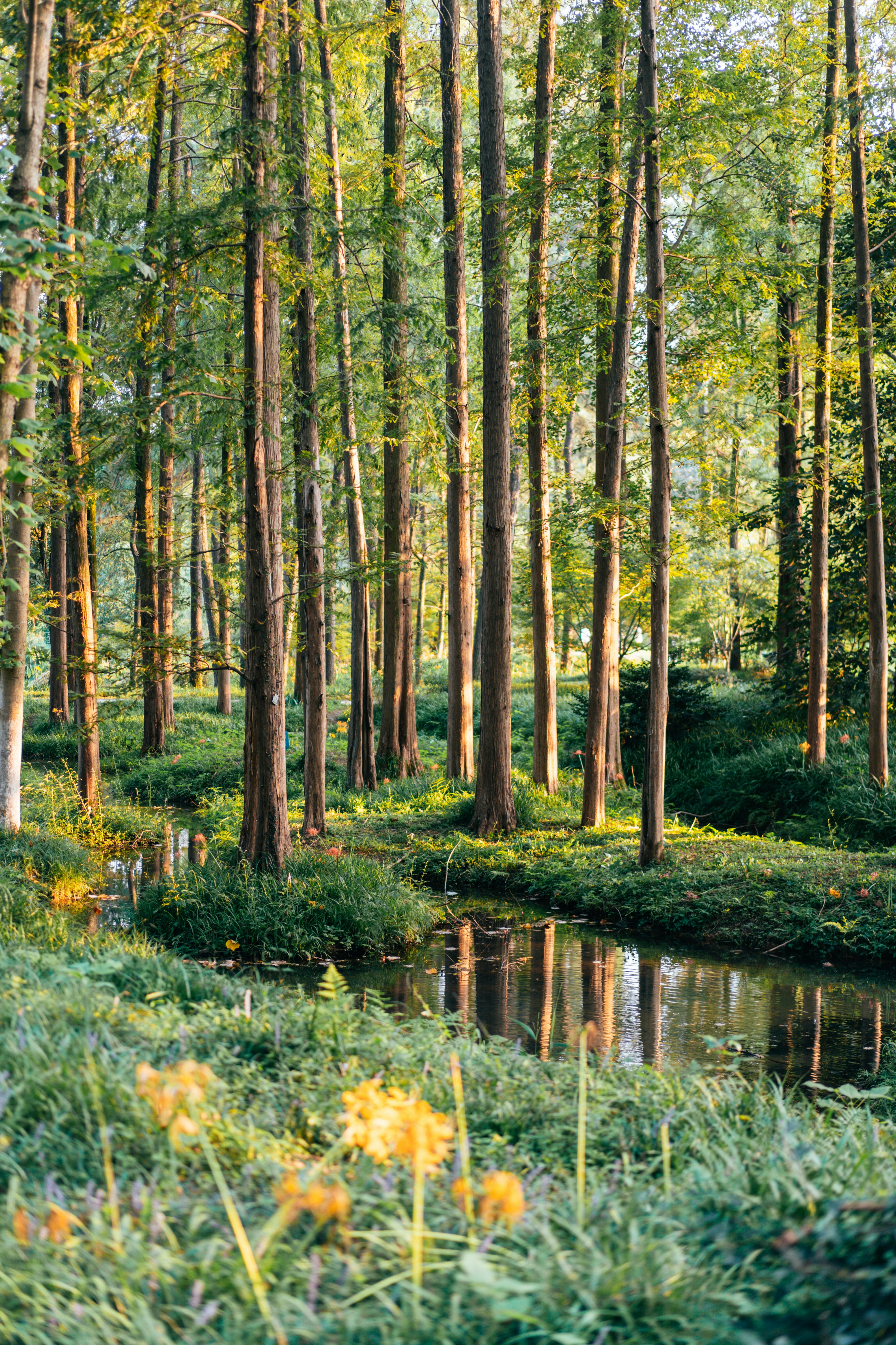 A stream in a forest photo – Free Nature Image on Unsplash