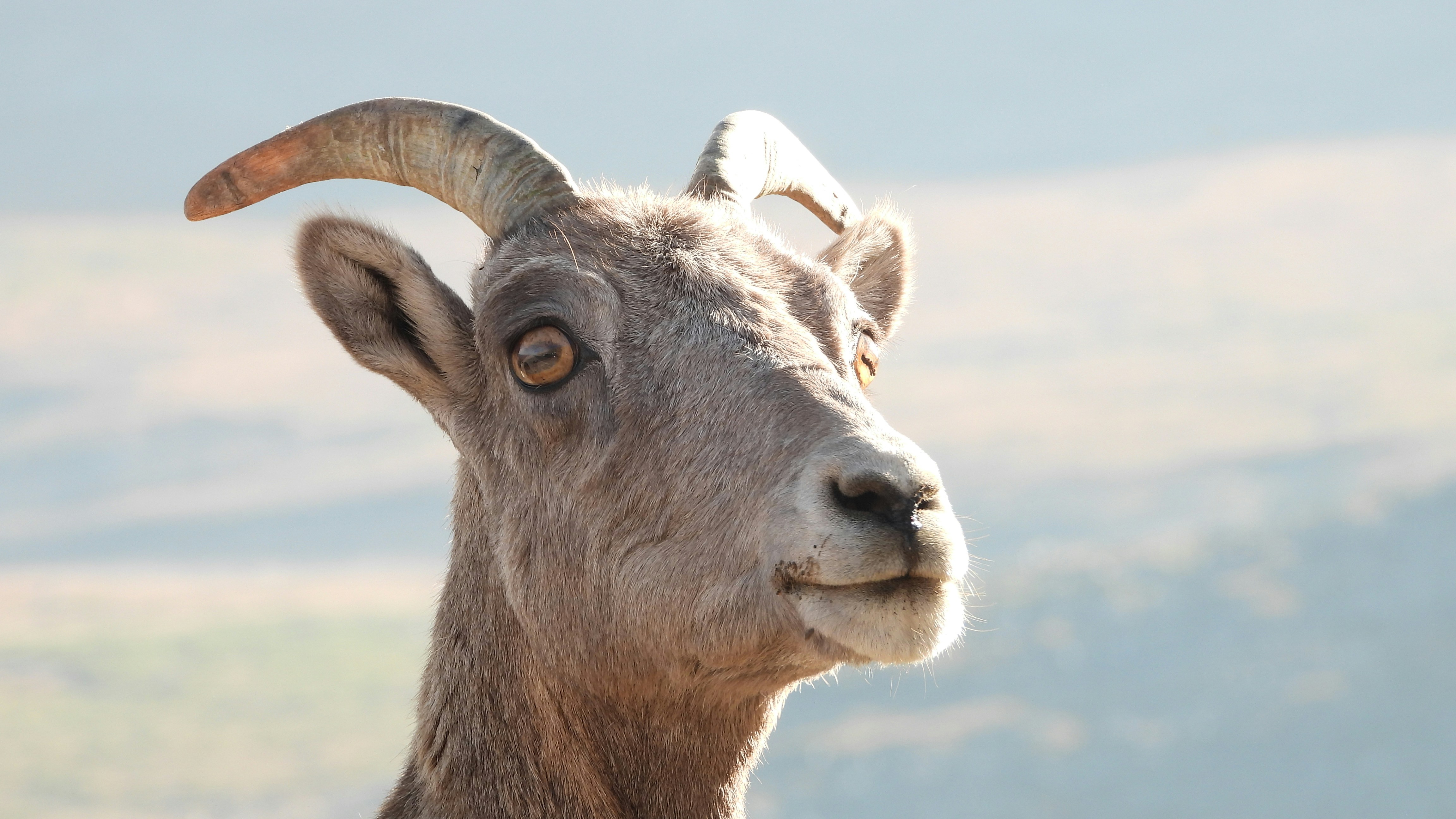 Close-up of a mountain goat with prominent horns and a curious expression against a blurred natural background.