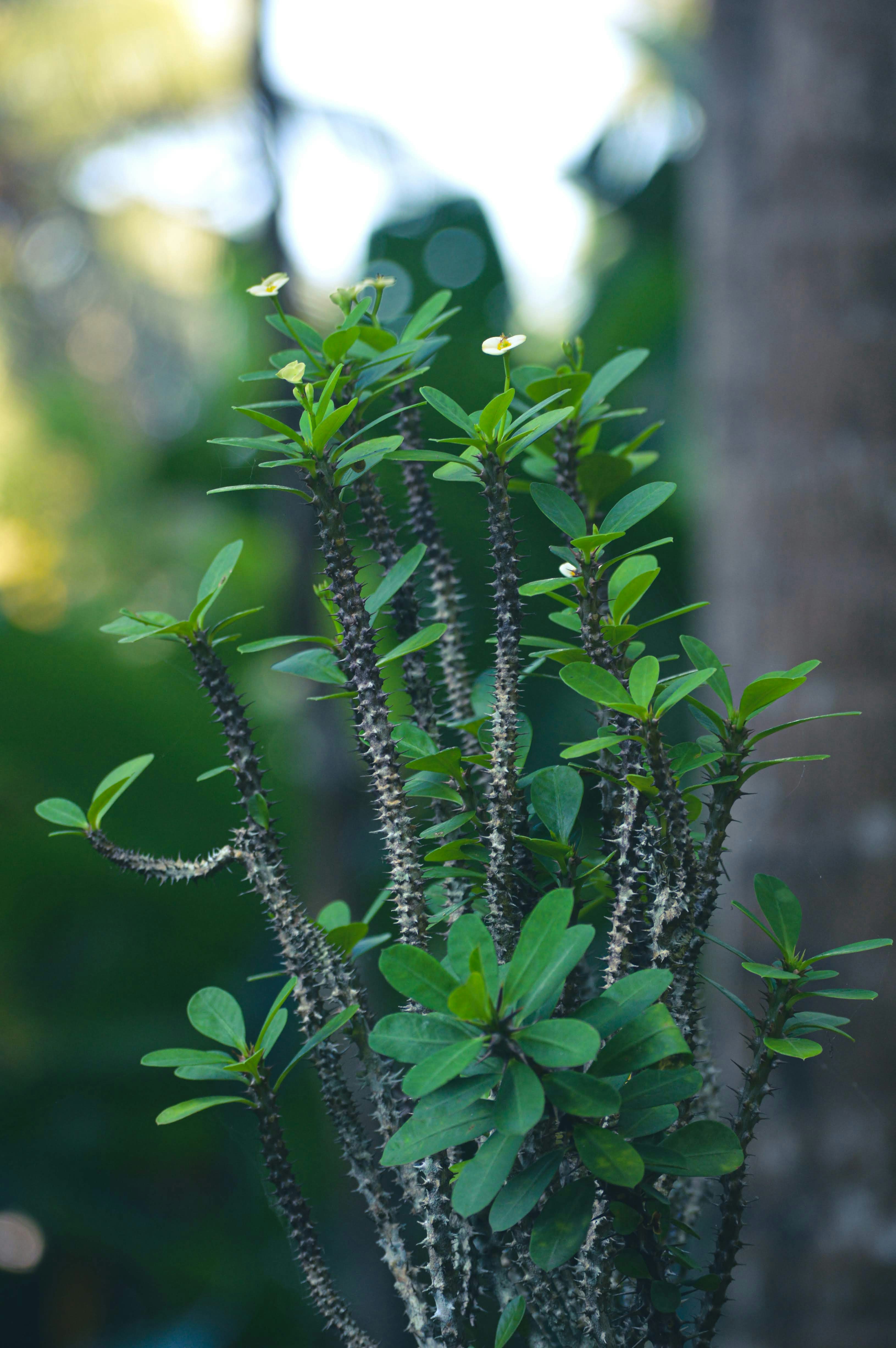 Emerald Sprouts Rise: Close-up of a Shrub with Velvet Bokeh