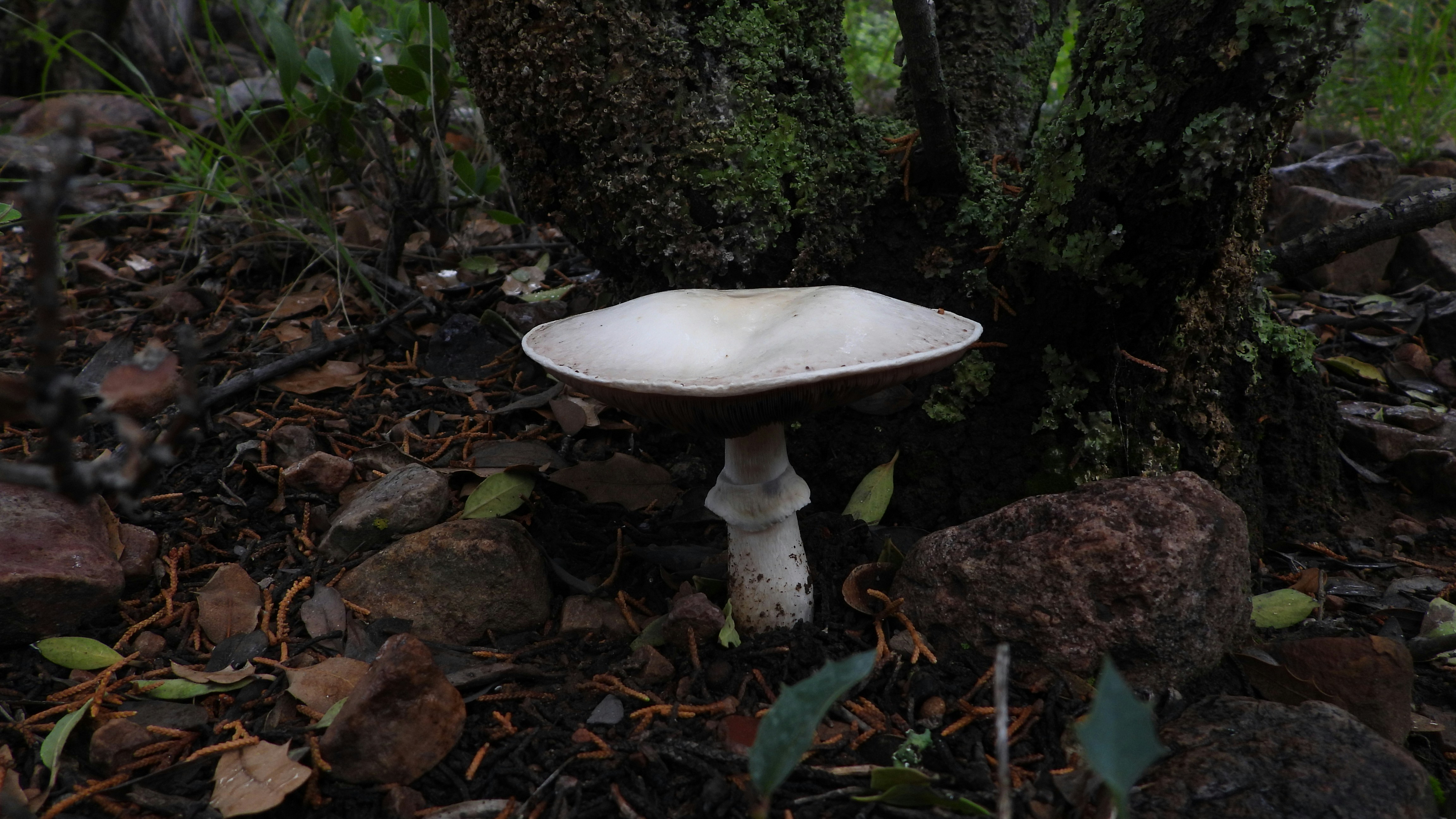 Solitary White Mushroom Guarding the Mossy Forest Floor