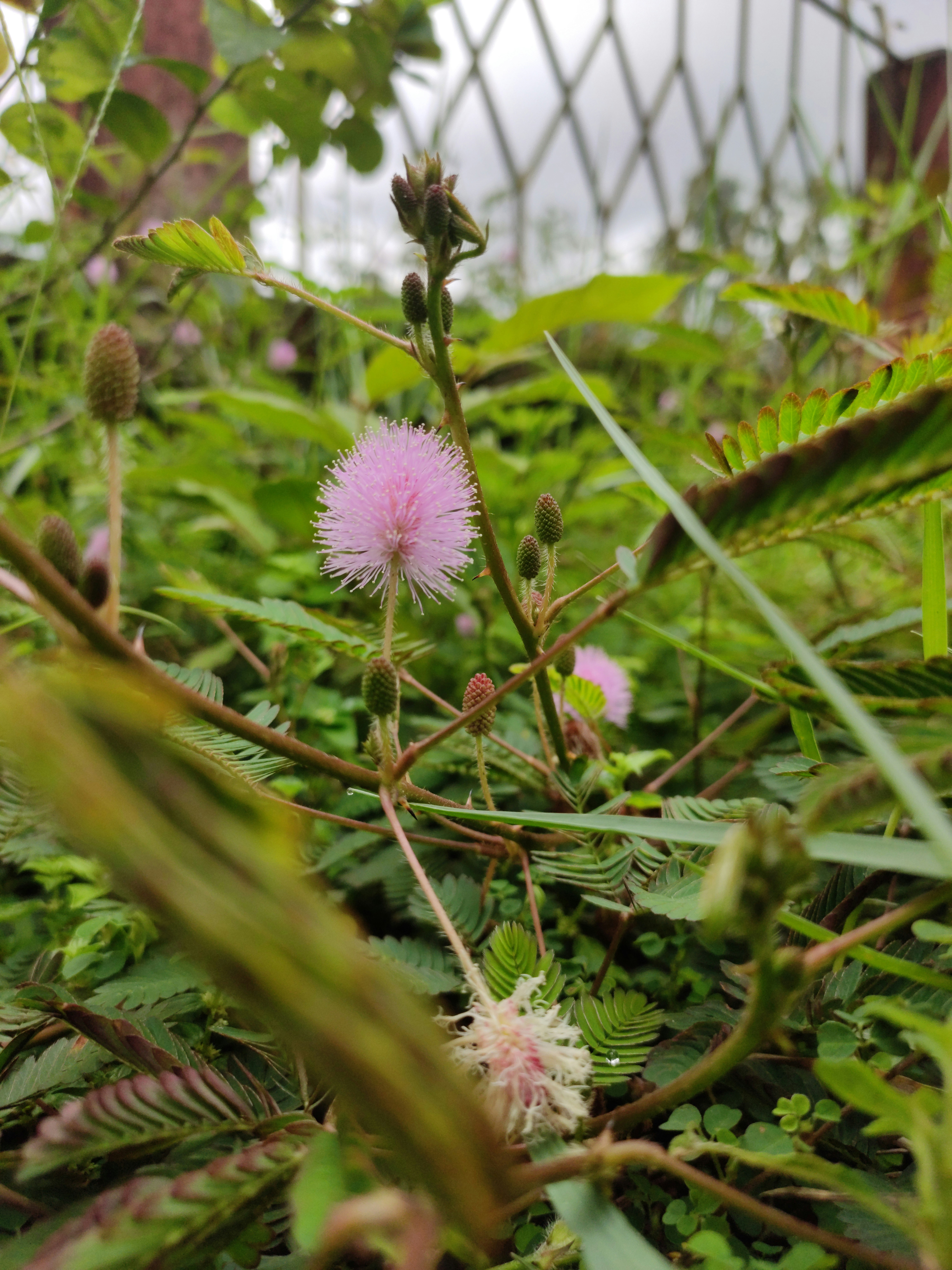 Delicate pink flowers of the Mimosa plant emerge amidst lush green foliage, showcasing nature's intricate beauty.