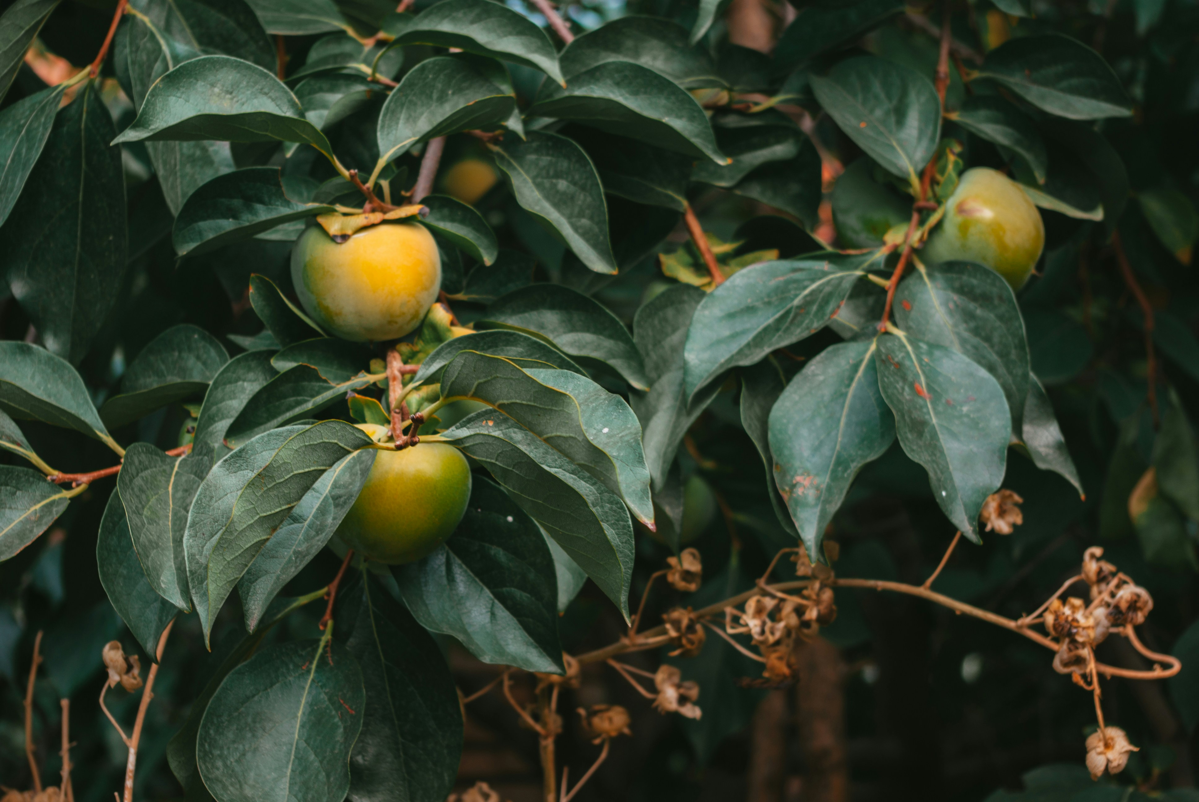 Un arbre avec des fruits qui poussent dessus photo – Image gratuite de ...