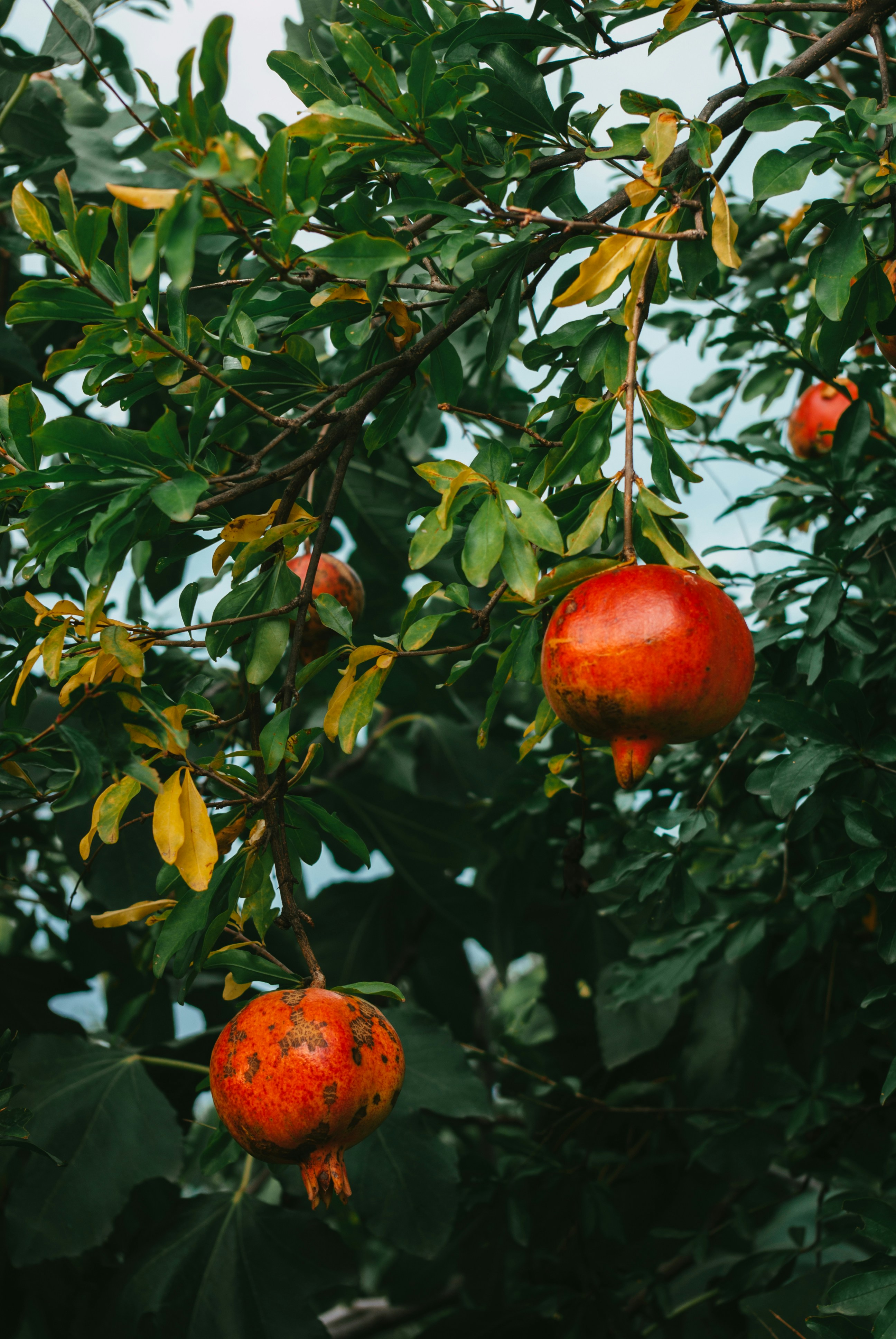 Vibrant pomegranates hanging from a lush green branch, showcasing their rich color against a backdrop of foliage.