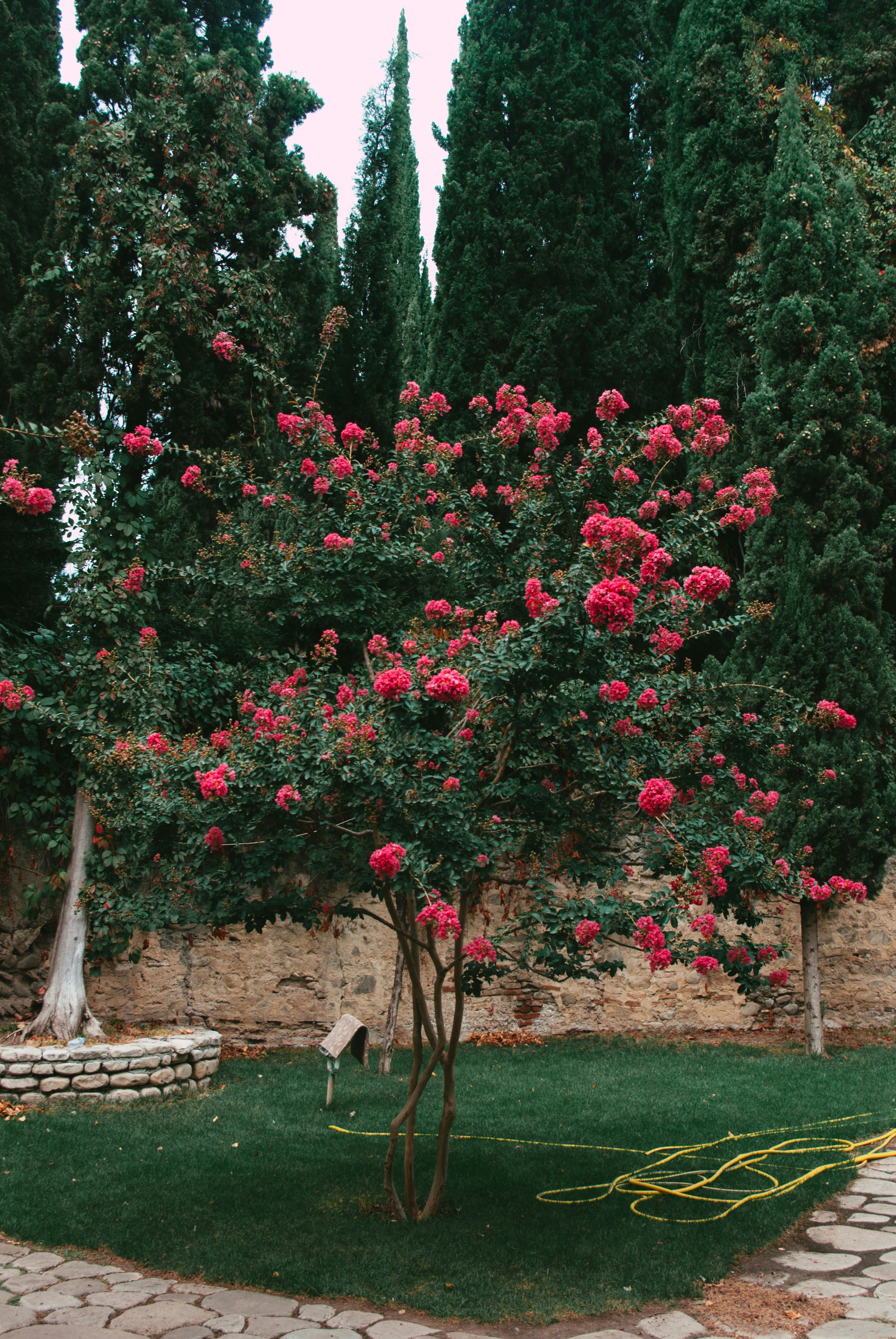 Crimson Rose Tree Framed by a Stone Courtyard and Evergreen Sentinels