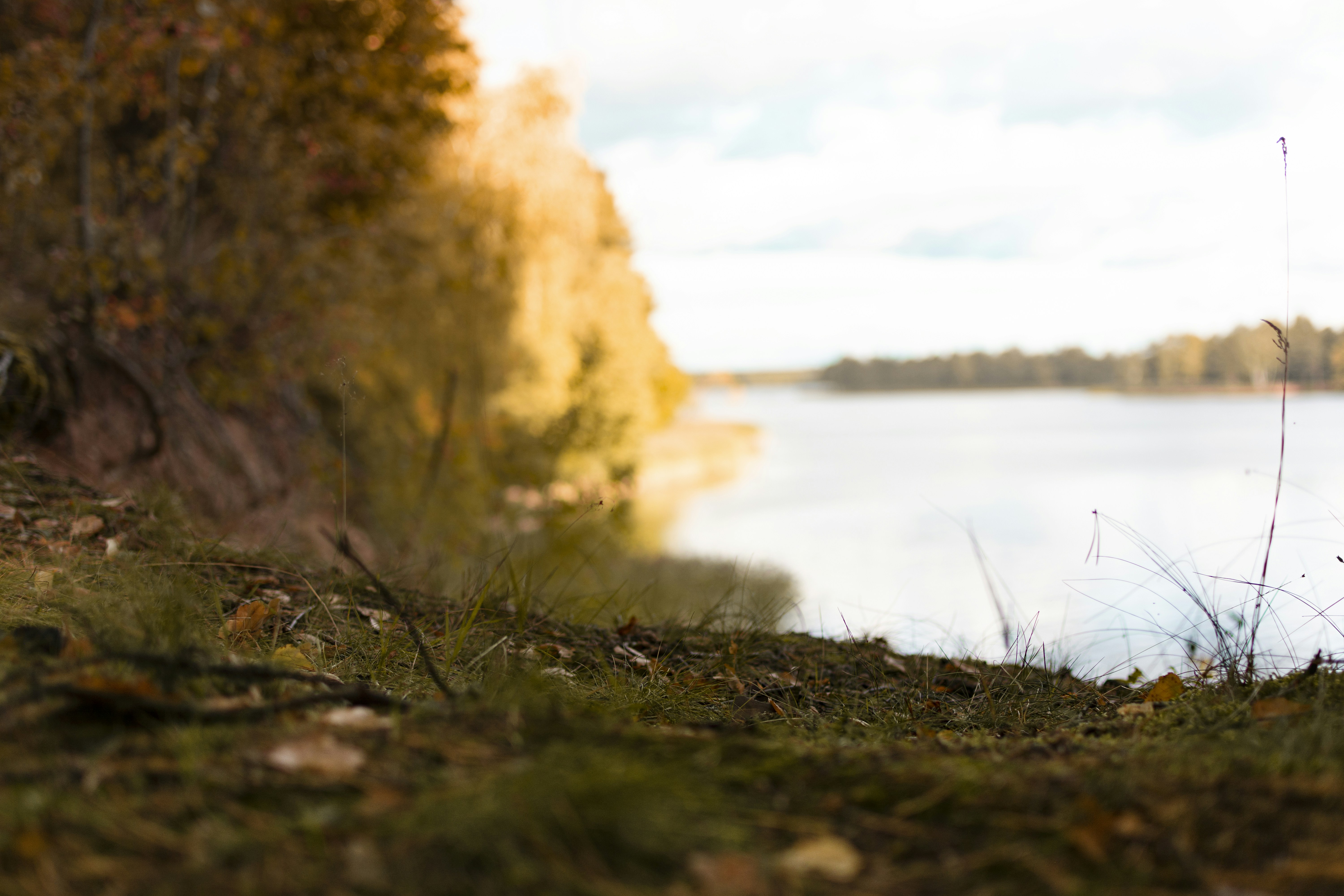 Edge of Quiet Gold: Mossy Shoreline Framed by Autumn Light