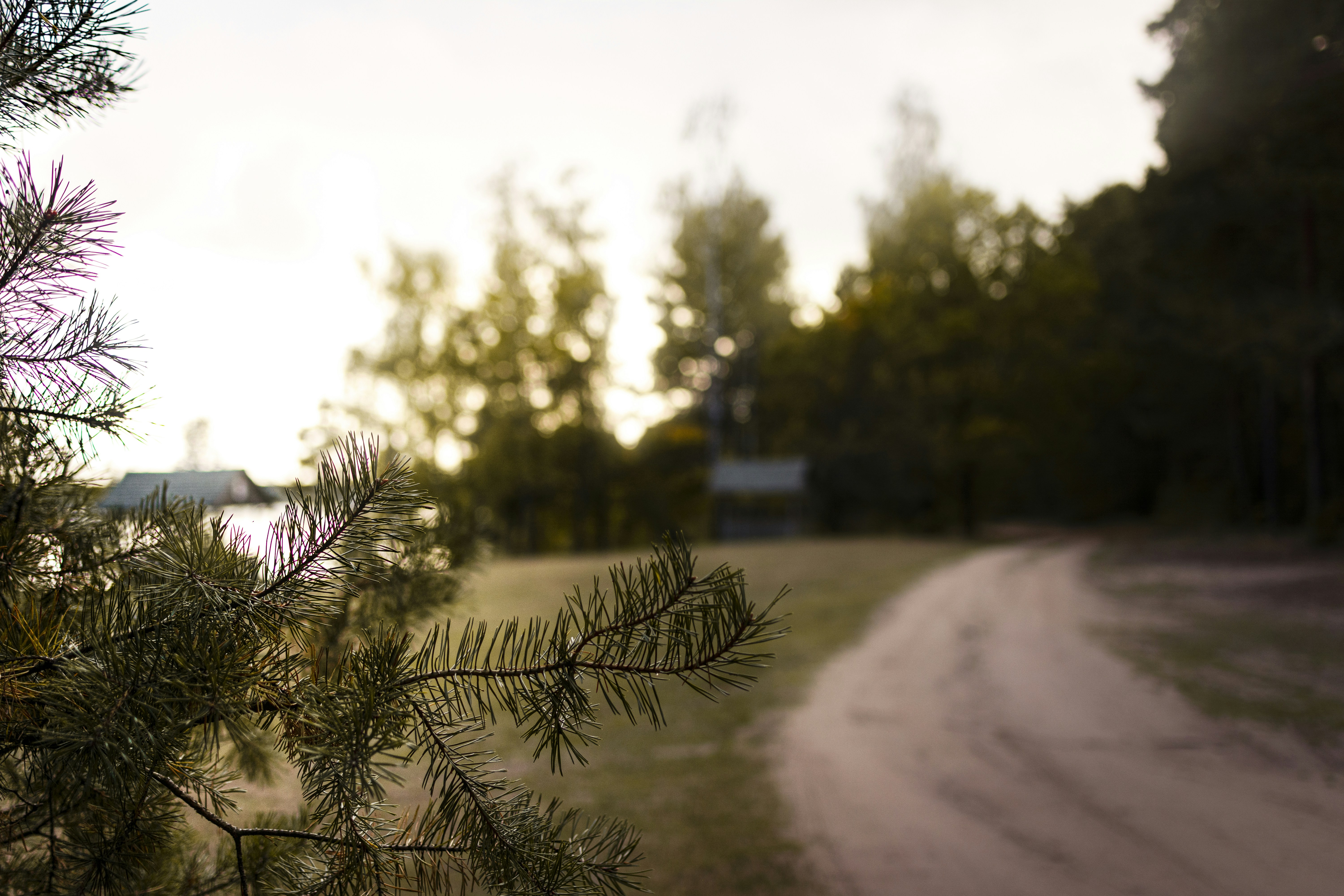 Framing Pine Needles: Quiet Light on a Distant Road