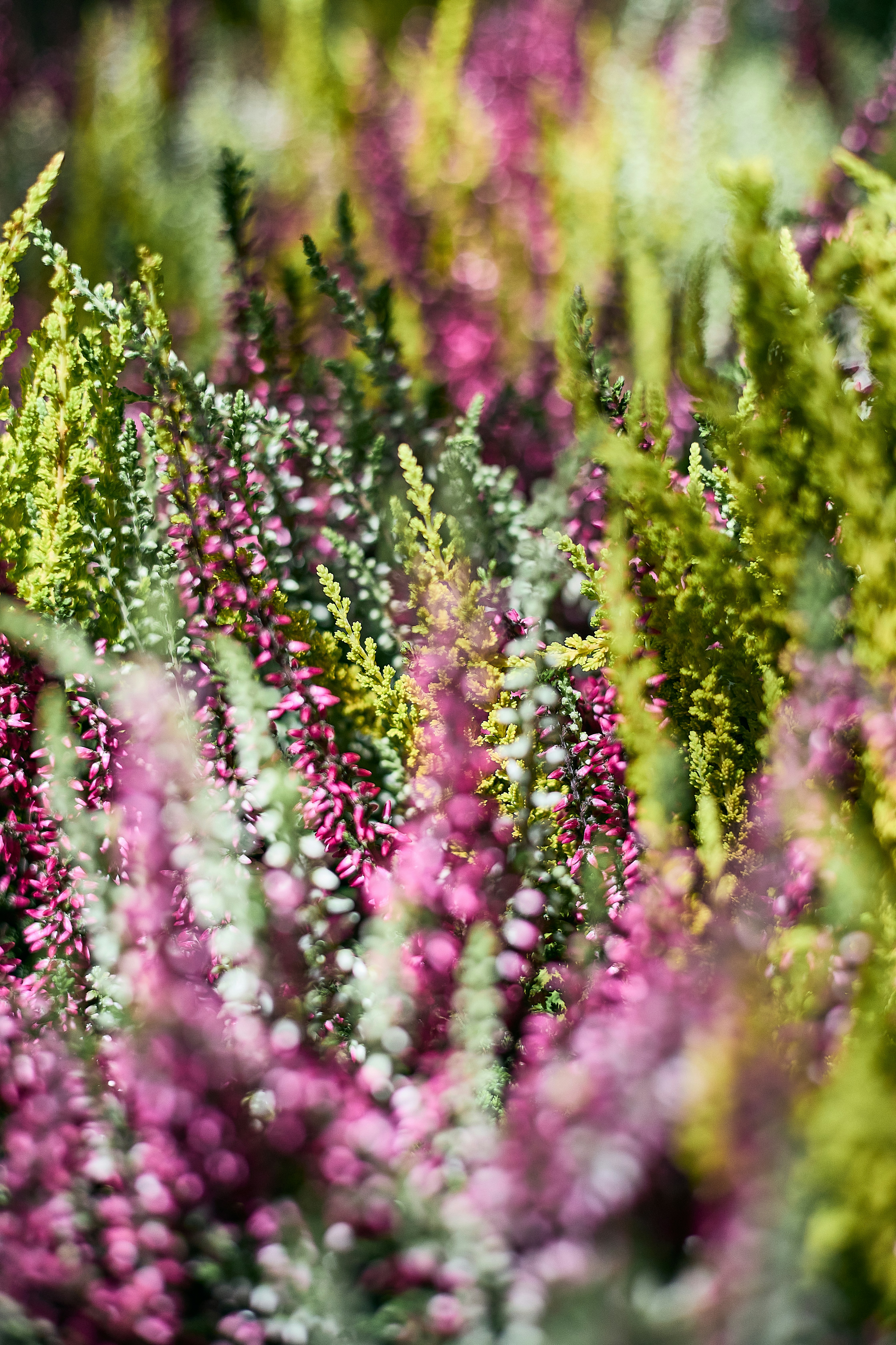 Field of Blooming Stems: a splash of pink, yellow, and green