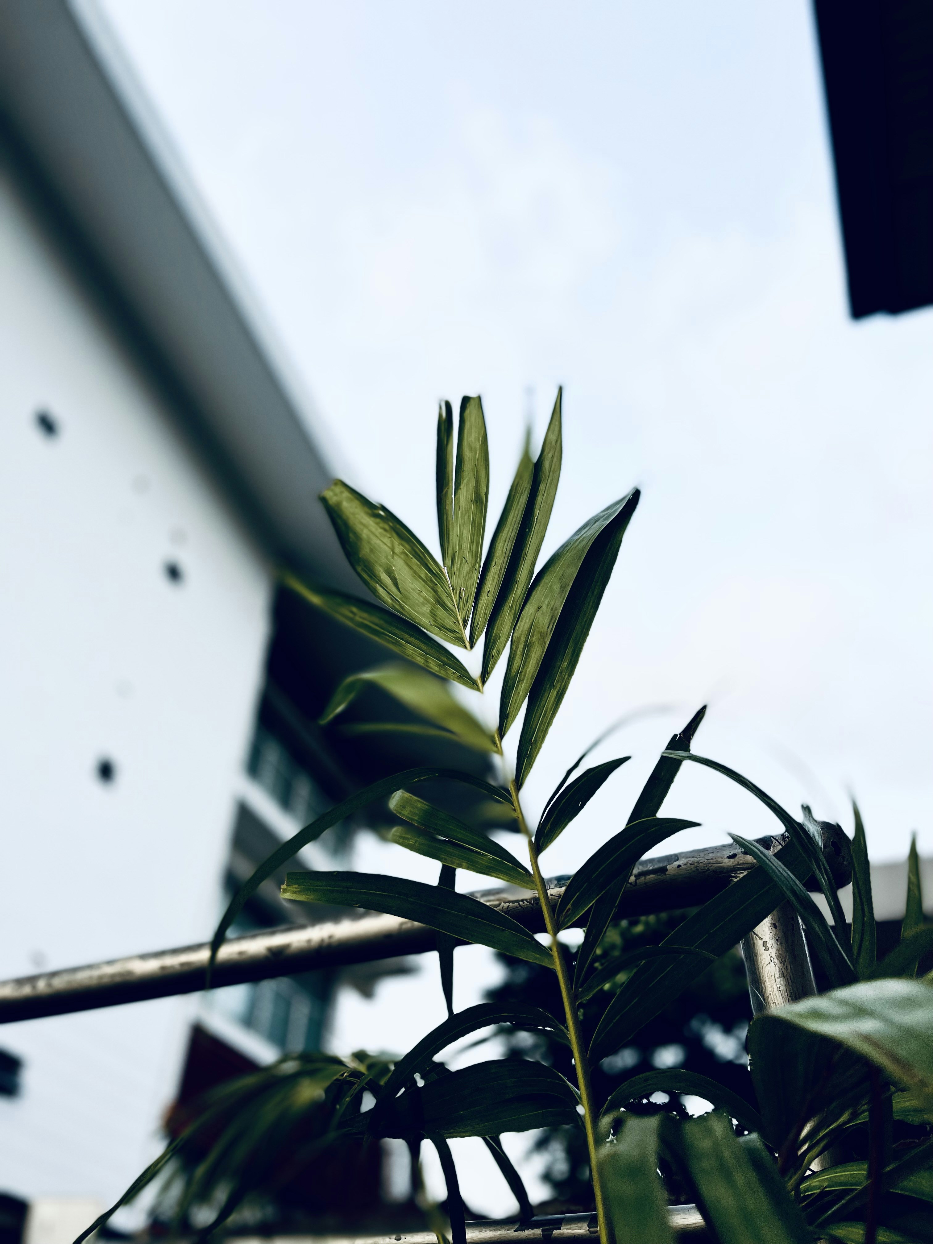 Flower photo shot on Apple iPhone 13