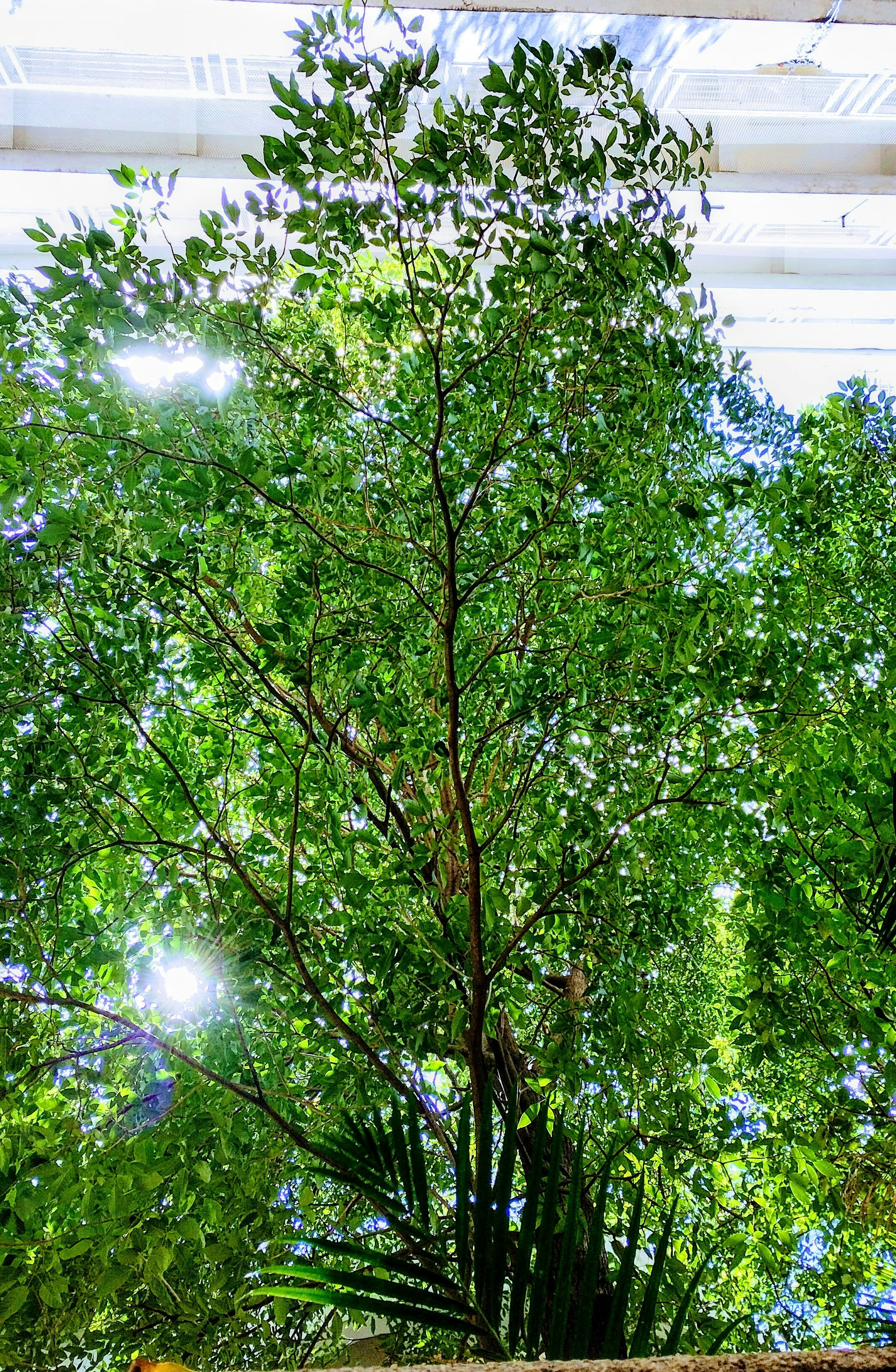 Verdant Atrium: Tree Reaches Toward the Glass Ceiling