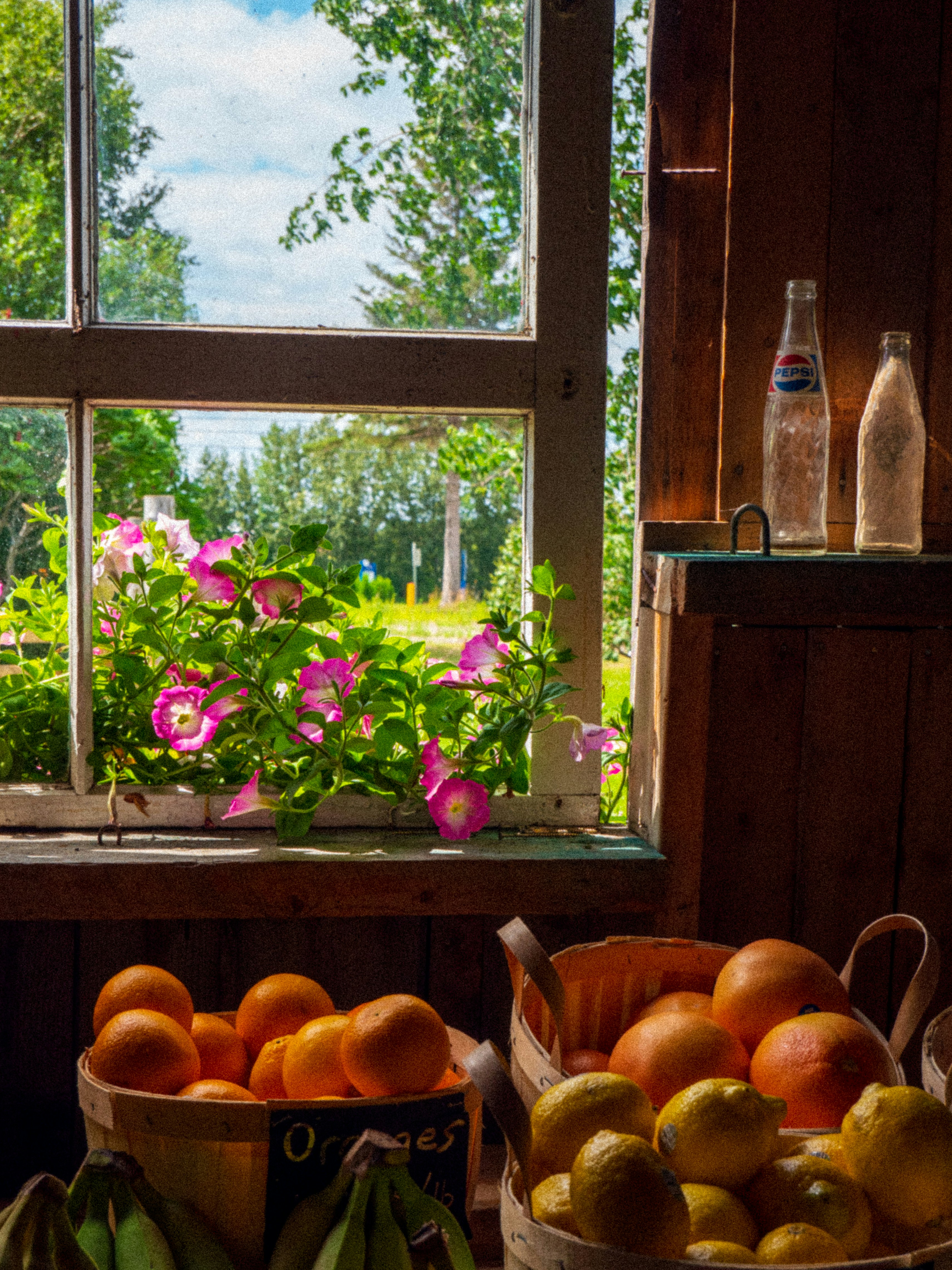 Sunlit Windowsill Bloom: Pink Flowers Framing Fresh Citrus in a Rustic Kitchen