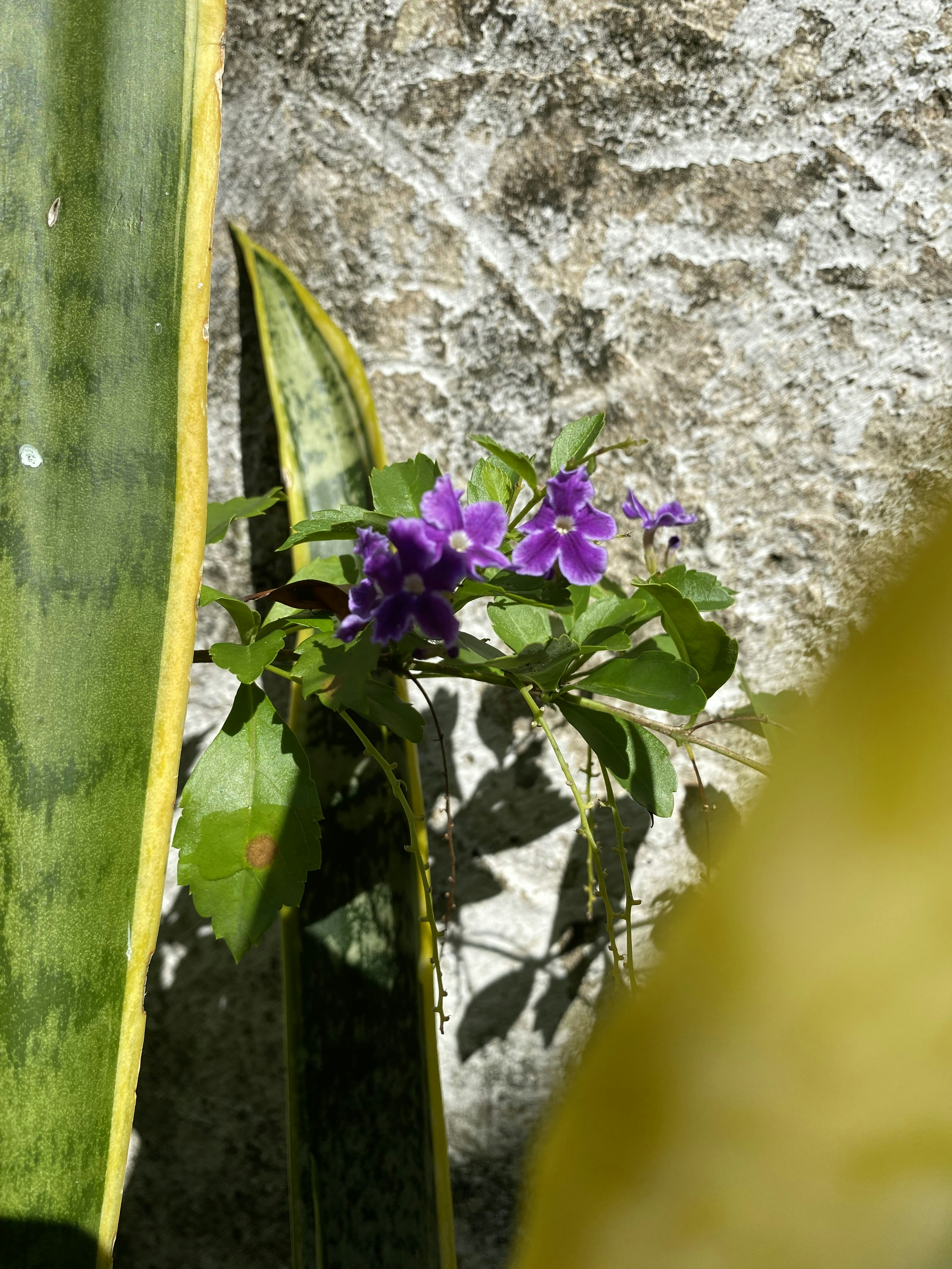 Violet Petals Nestled by a Weathered Wall