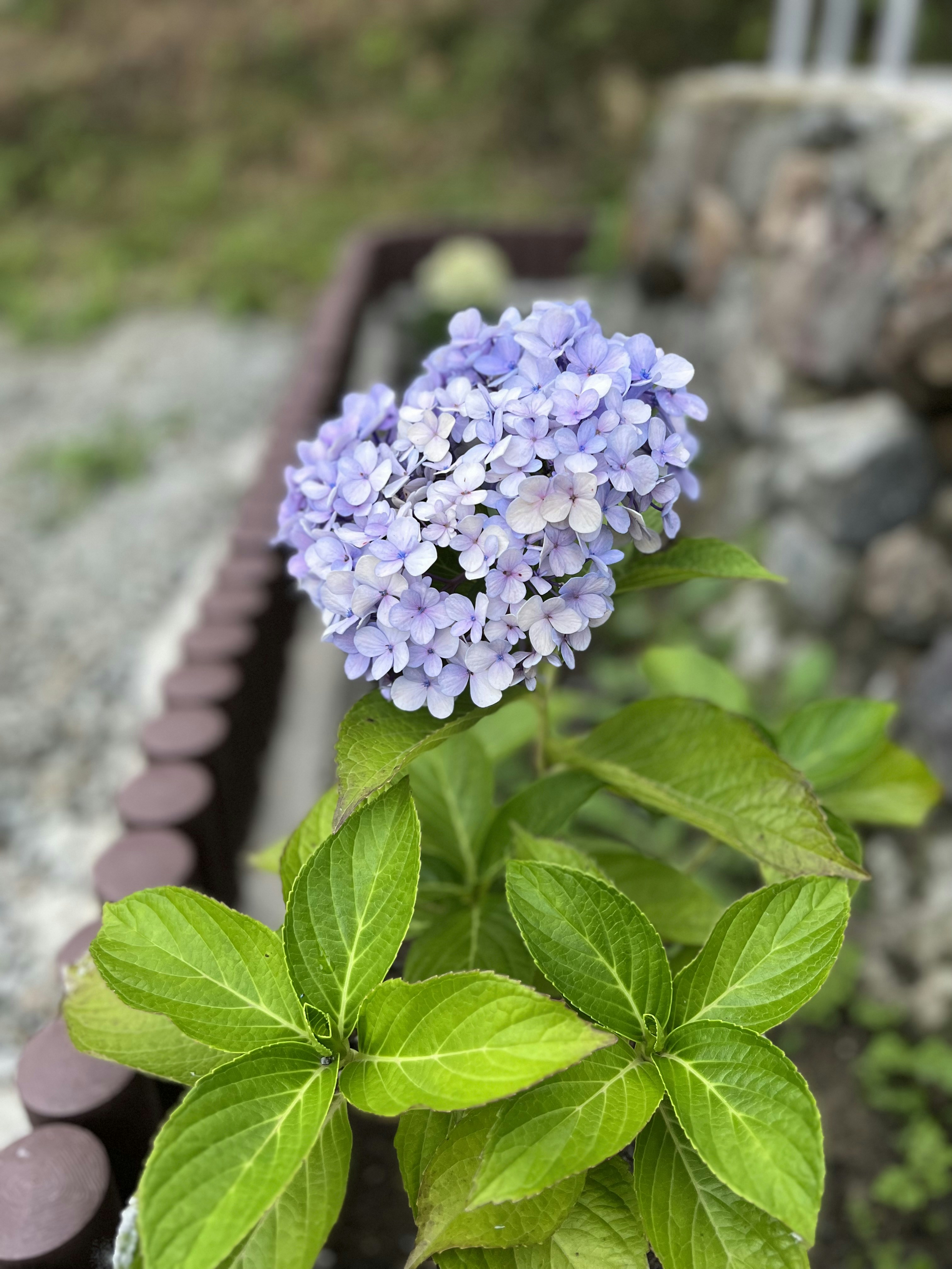 Purple Hydrangea Crown in a Rustic Garden Bed