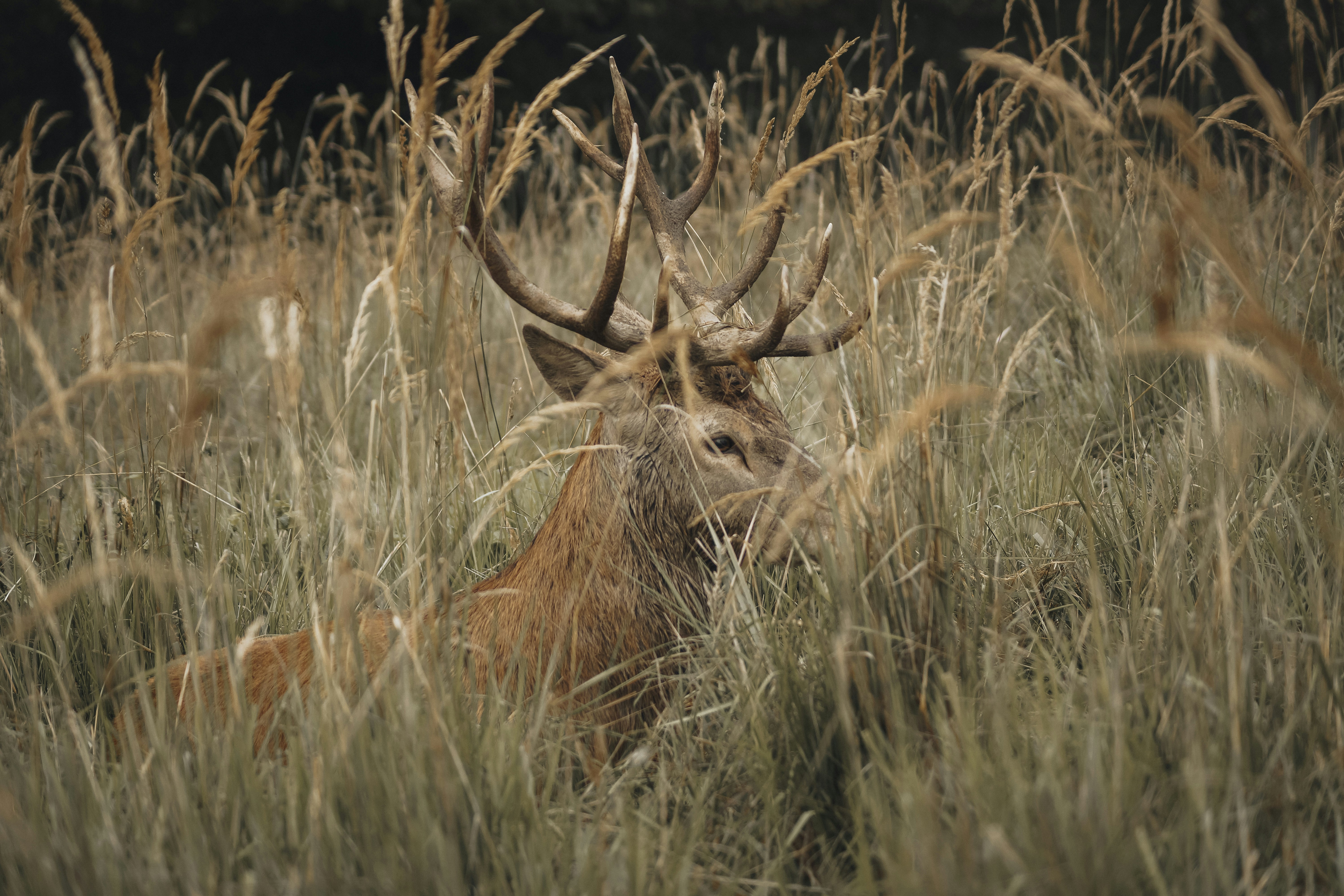 Stag with impressive antlers resting in tall grasses.