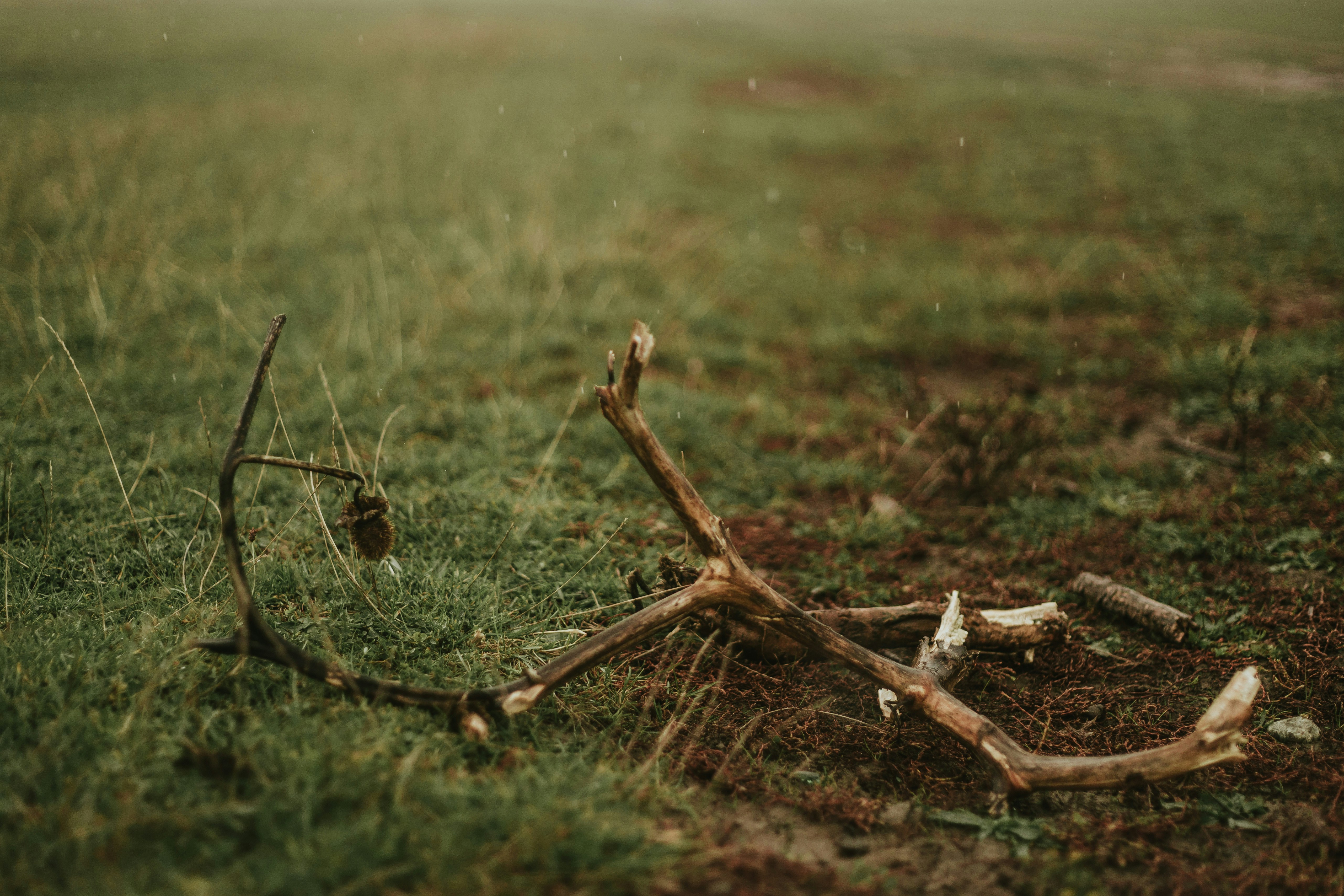 A group of sticks in the grass photo – Free Visuals of life Image on ...