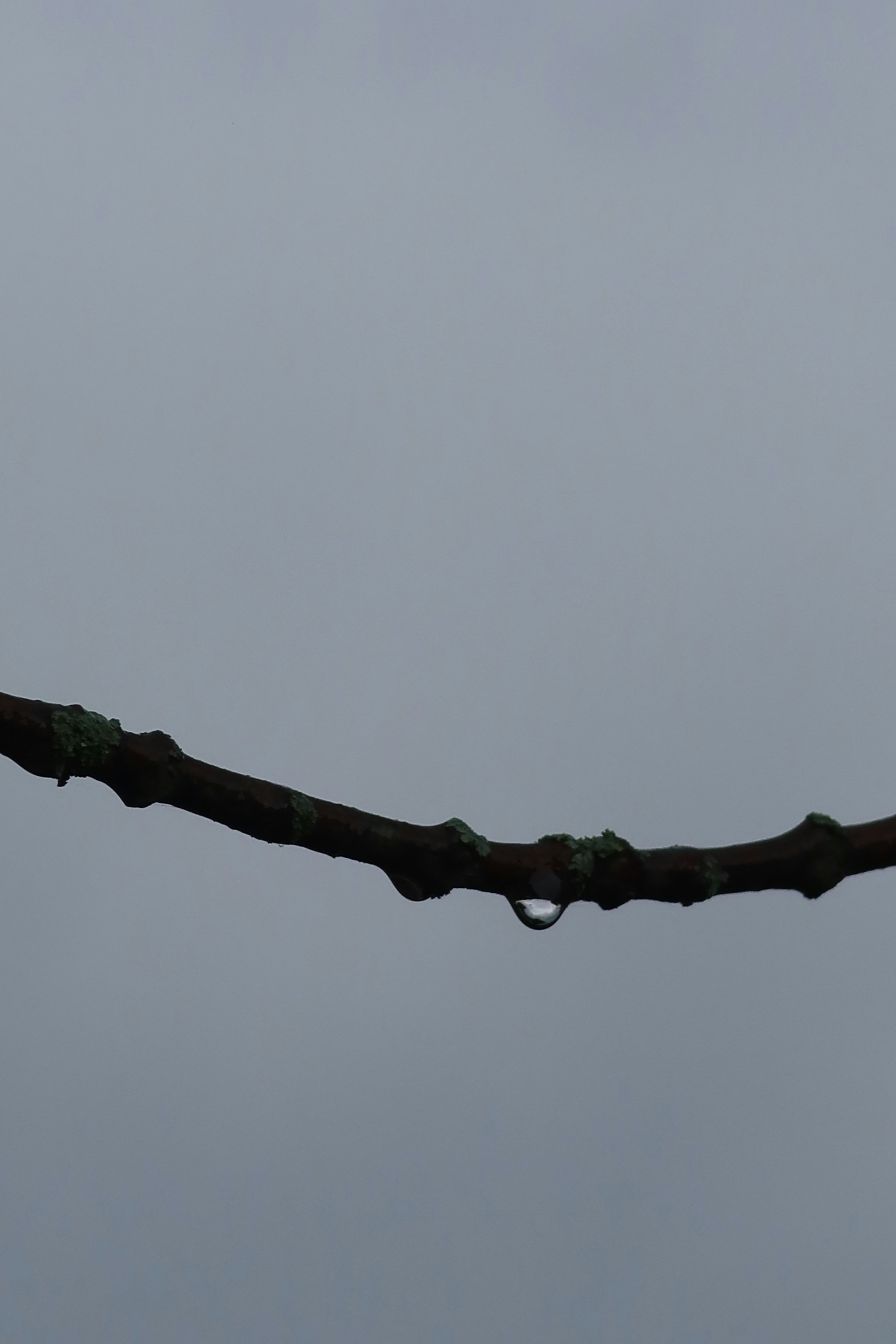 Close-up photograph of a moss-covered twig with a single water droplet against a gray sky.