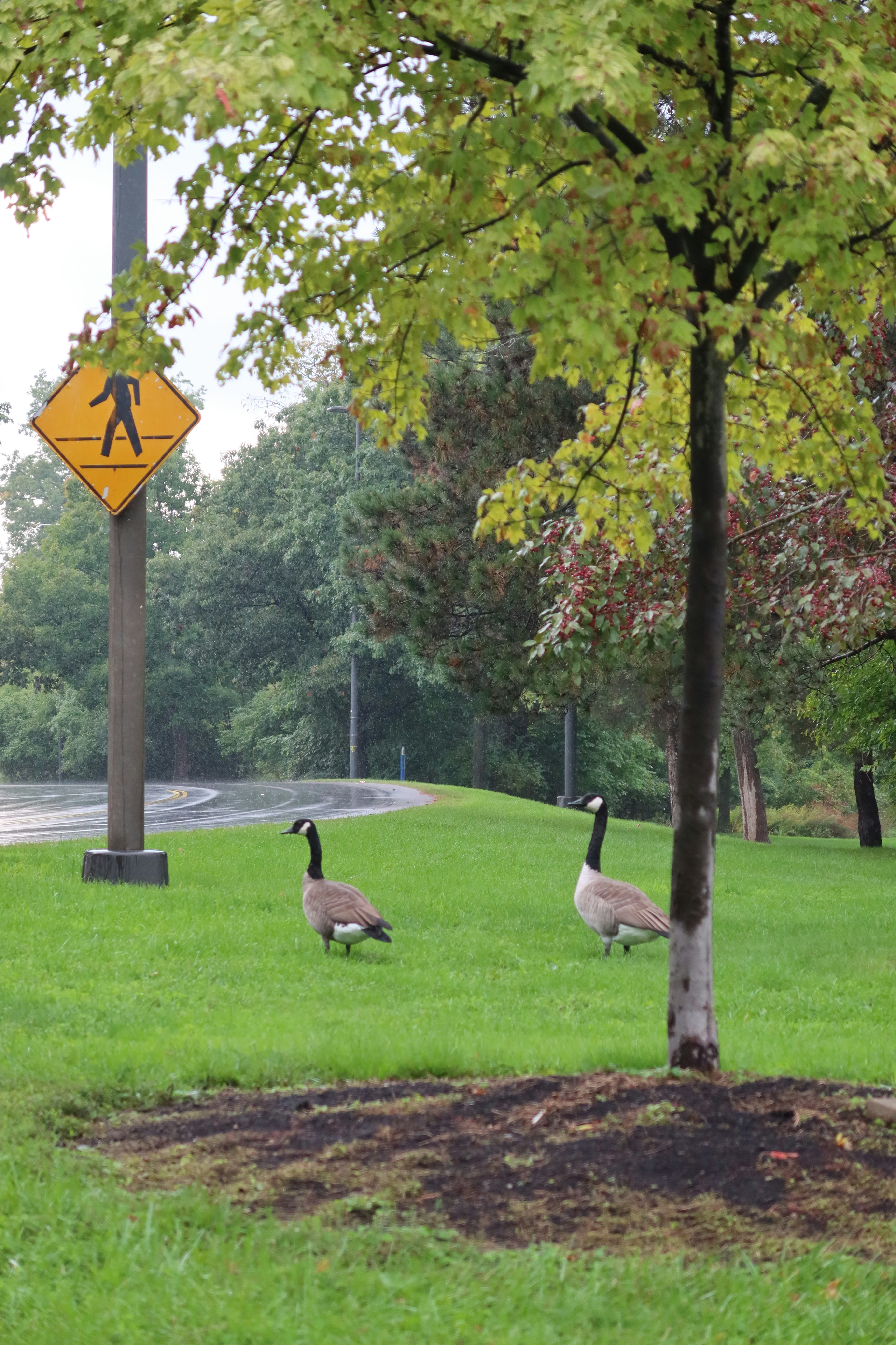 Two Canada Geese Pause on a Rainy Park Lawn Beneath a Pedestrian Sign