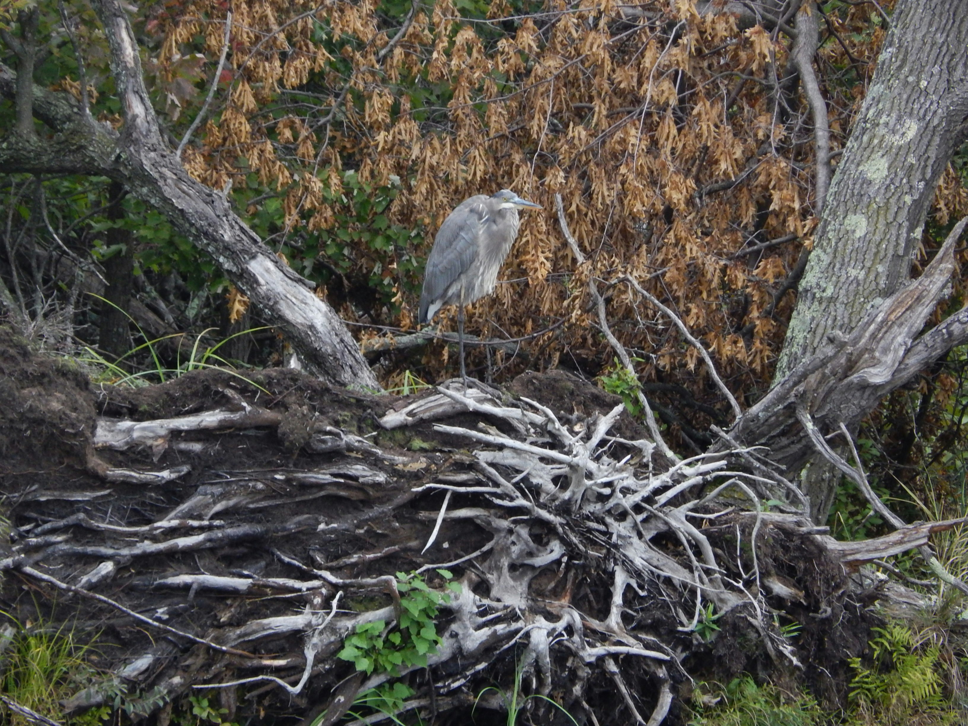 a bird standing on a tree branch