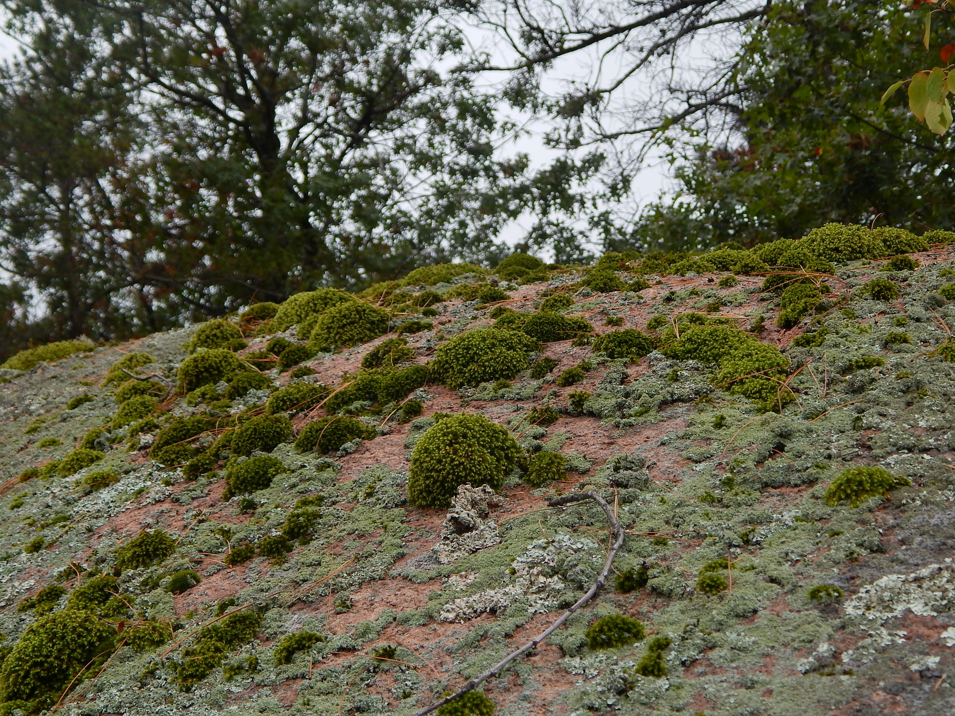 Emerald Moss Carpet on Weathered Granite Under Gray Skies