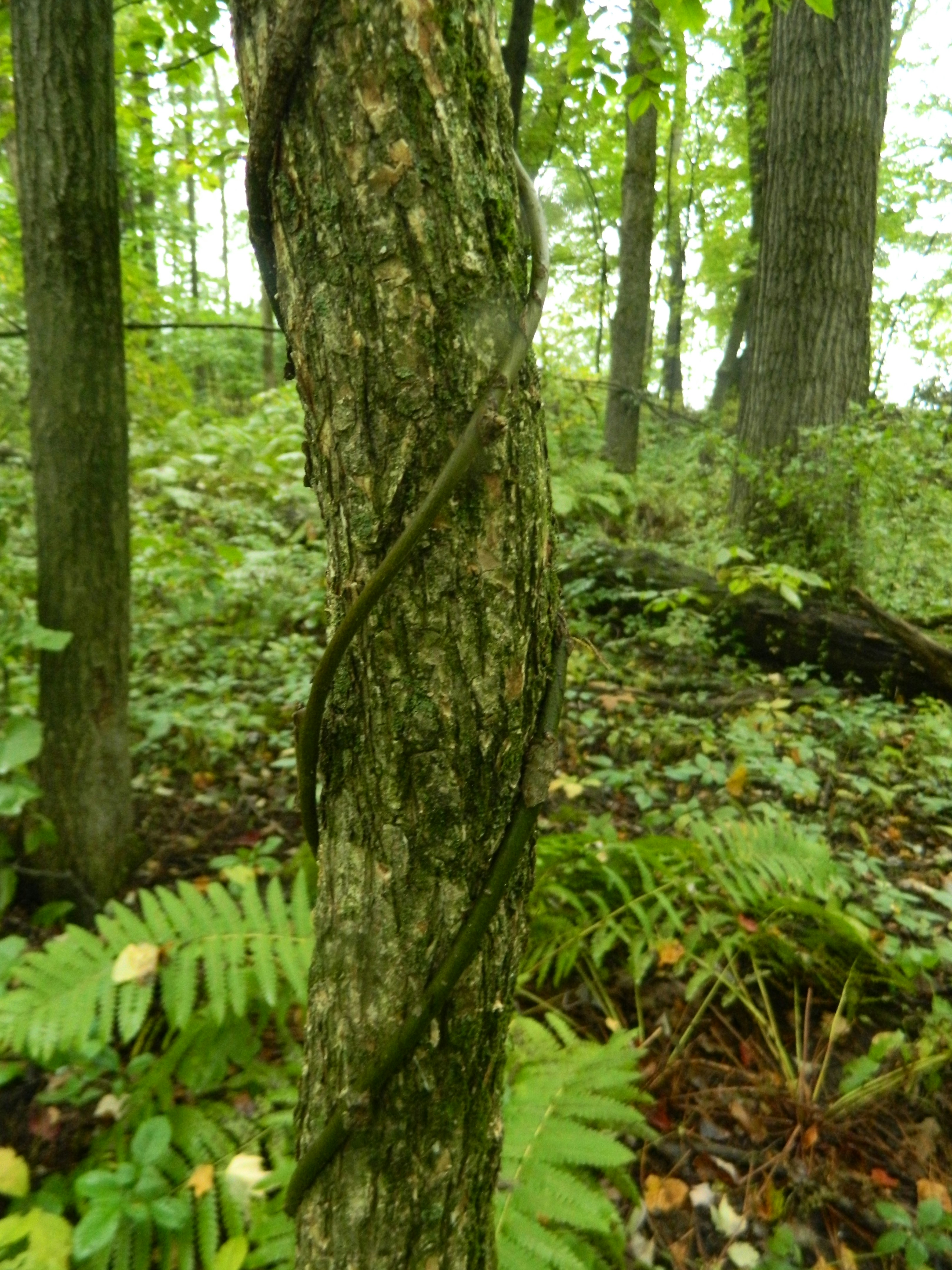 A tree trunk in a forest photo – Free Wallpaper Image on Unsplash