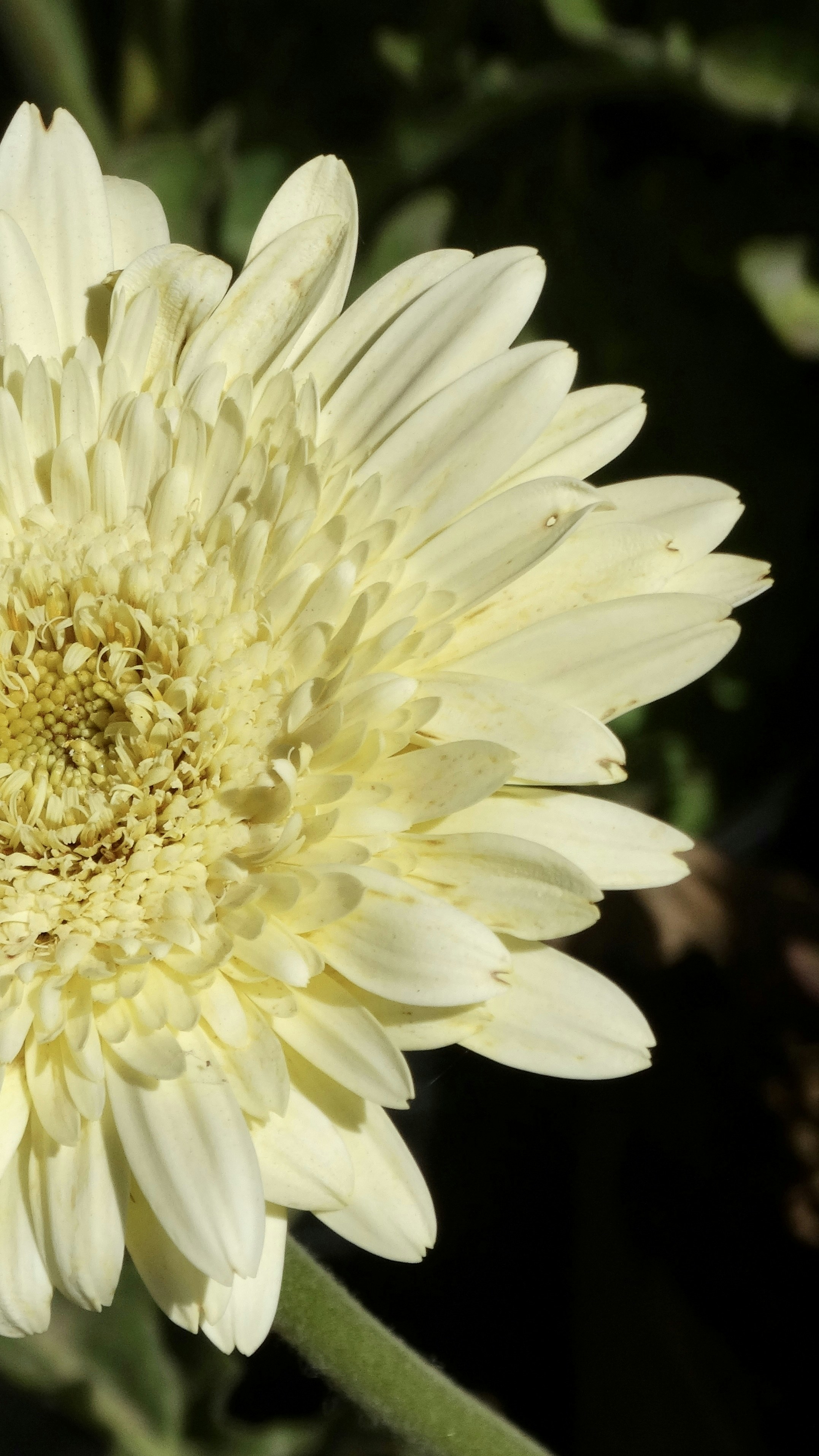 Close-up of a pale yellow flower showcasing intricate petal details and a textured center.