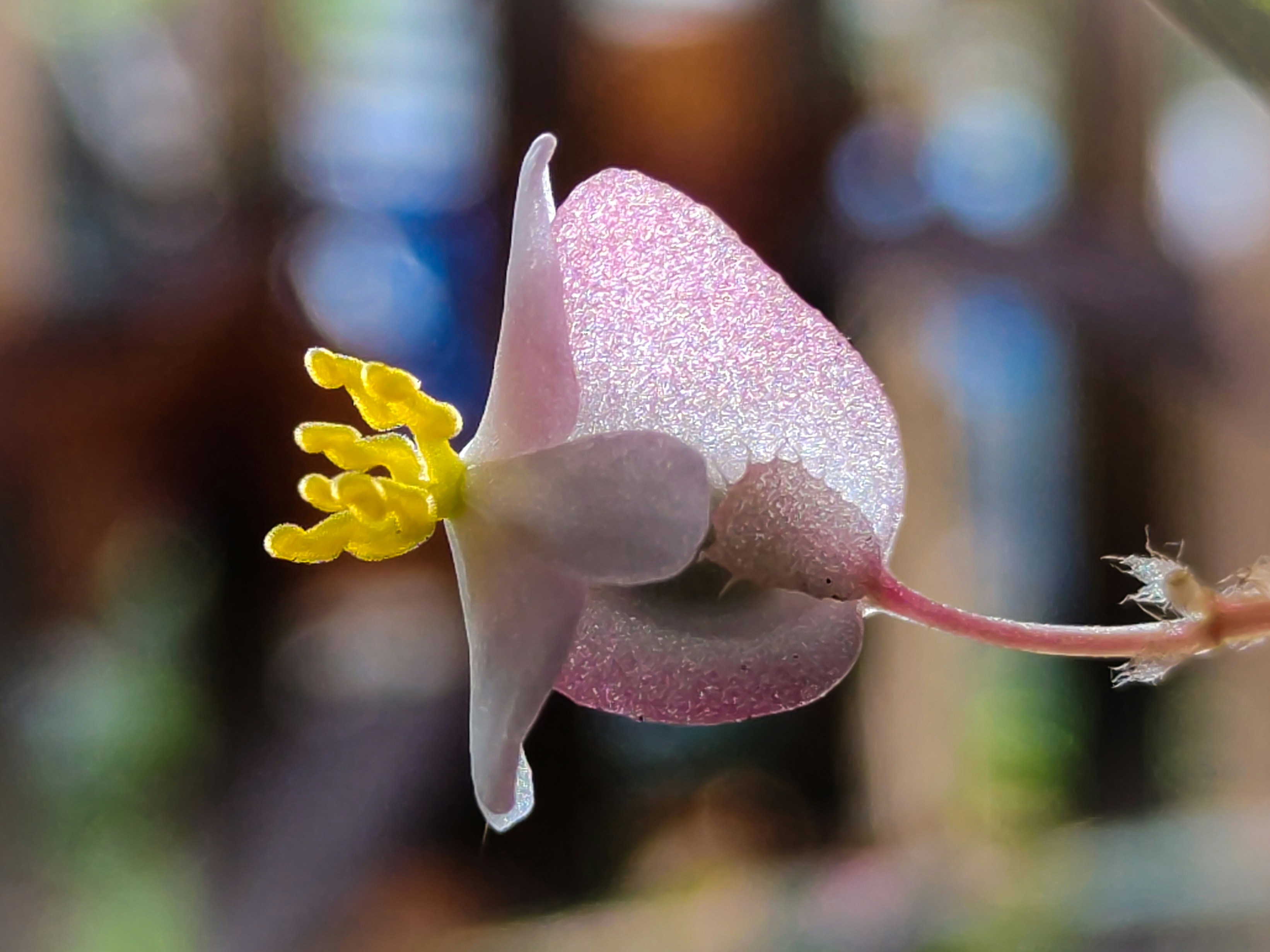 Velvet Pink: close-up of a solitary blossom with satin petals and sunlit stamens