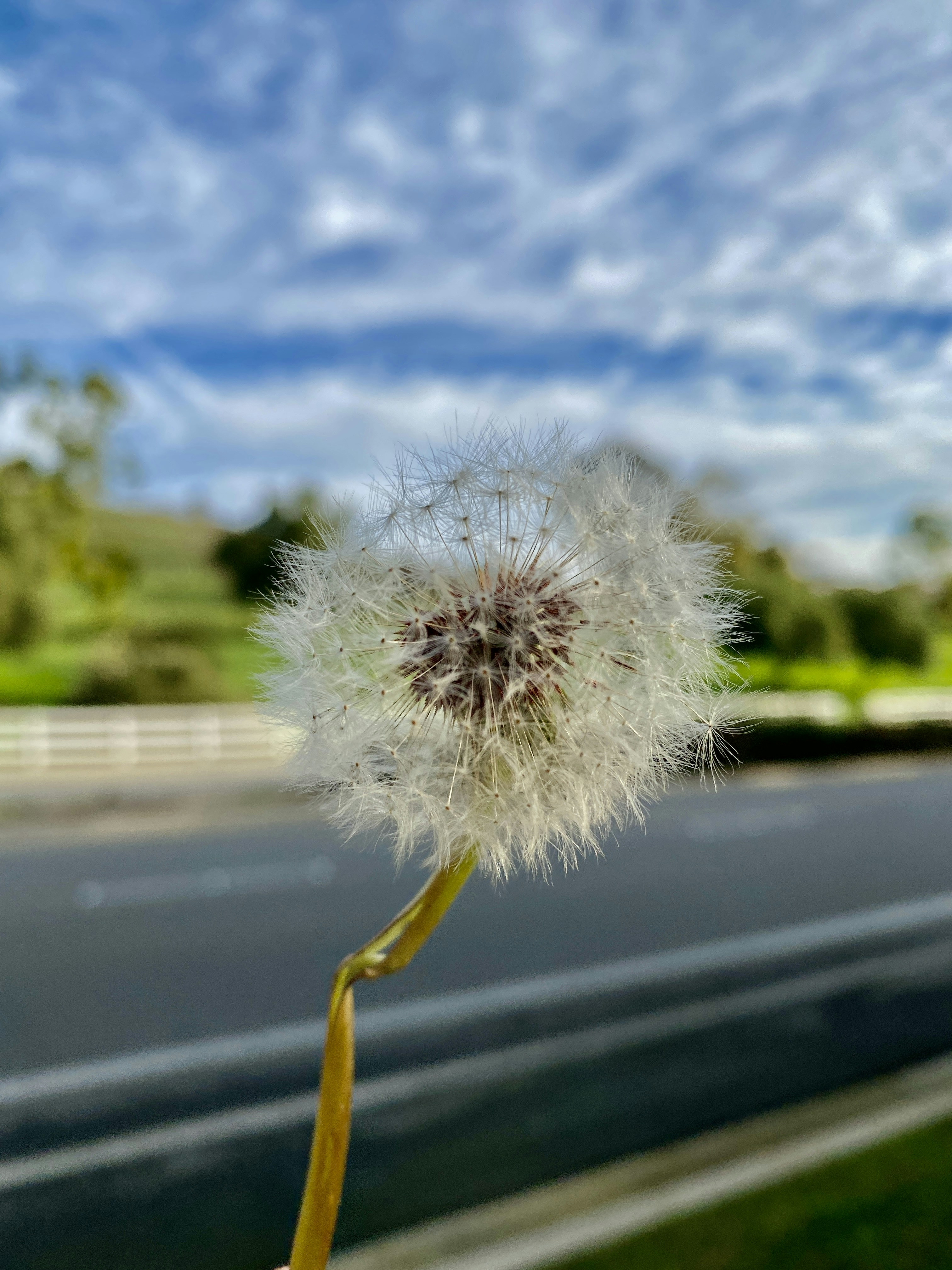 A dandelion flower on a stick photo – Free Flower Image on Unsplash