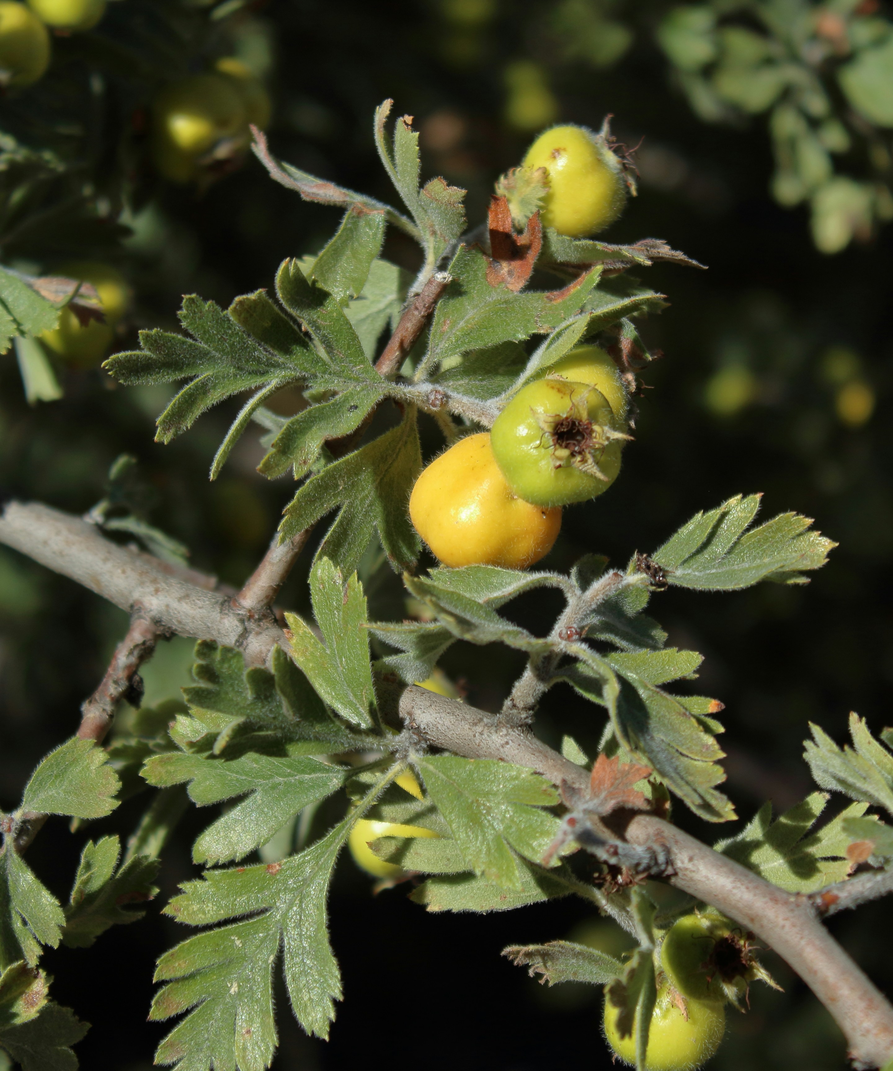 Un arbre avec des fruits dessus photo – Image gratuite de Arbre ...