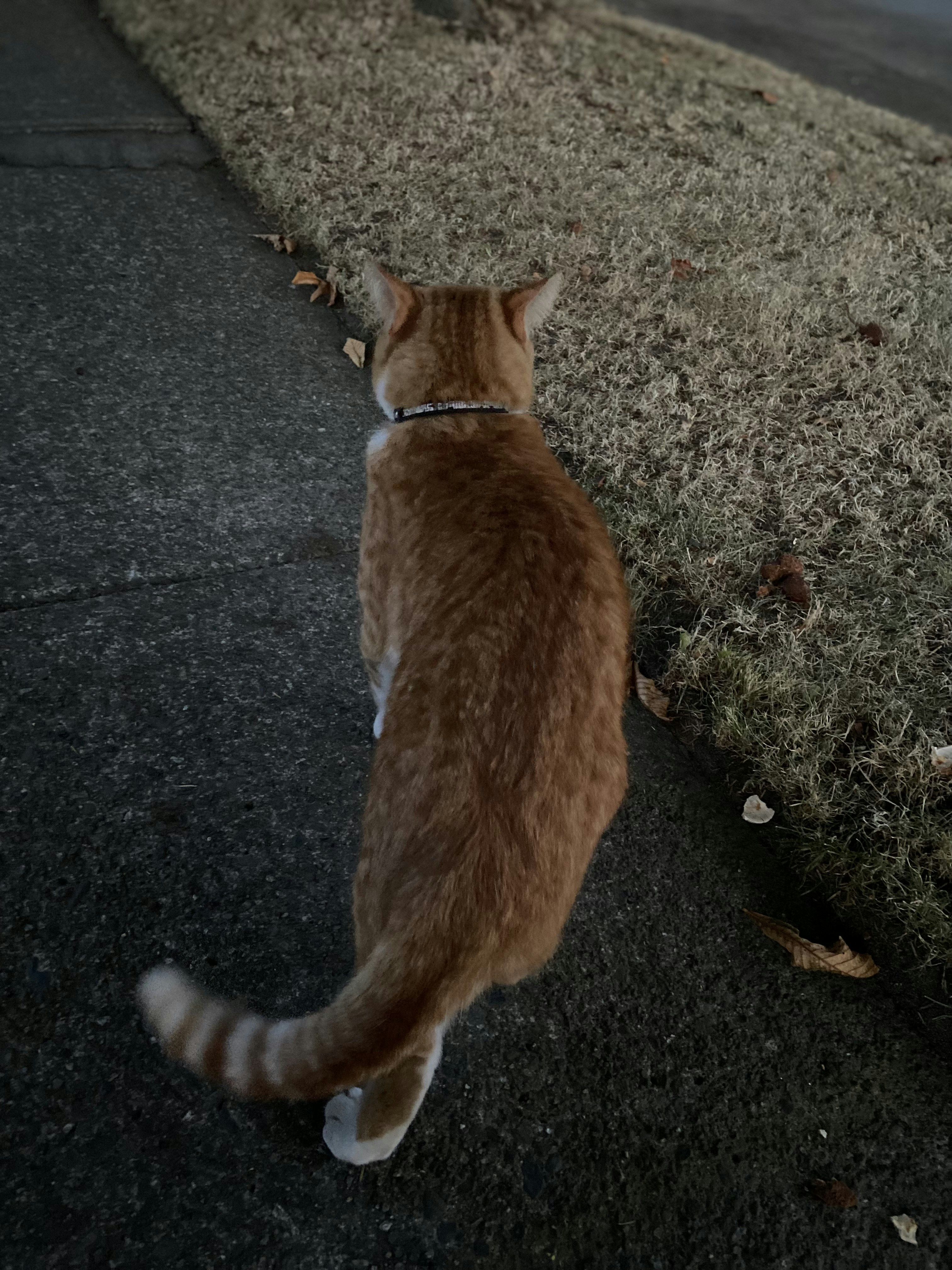 Un chat assis par terre photo – Photo Chat Gratuite sur Unsplash