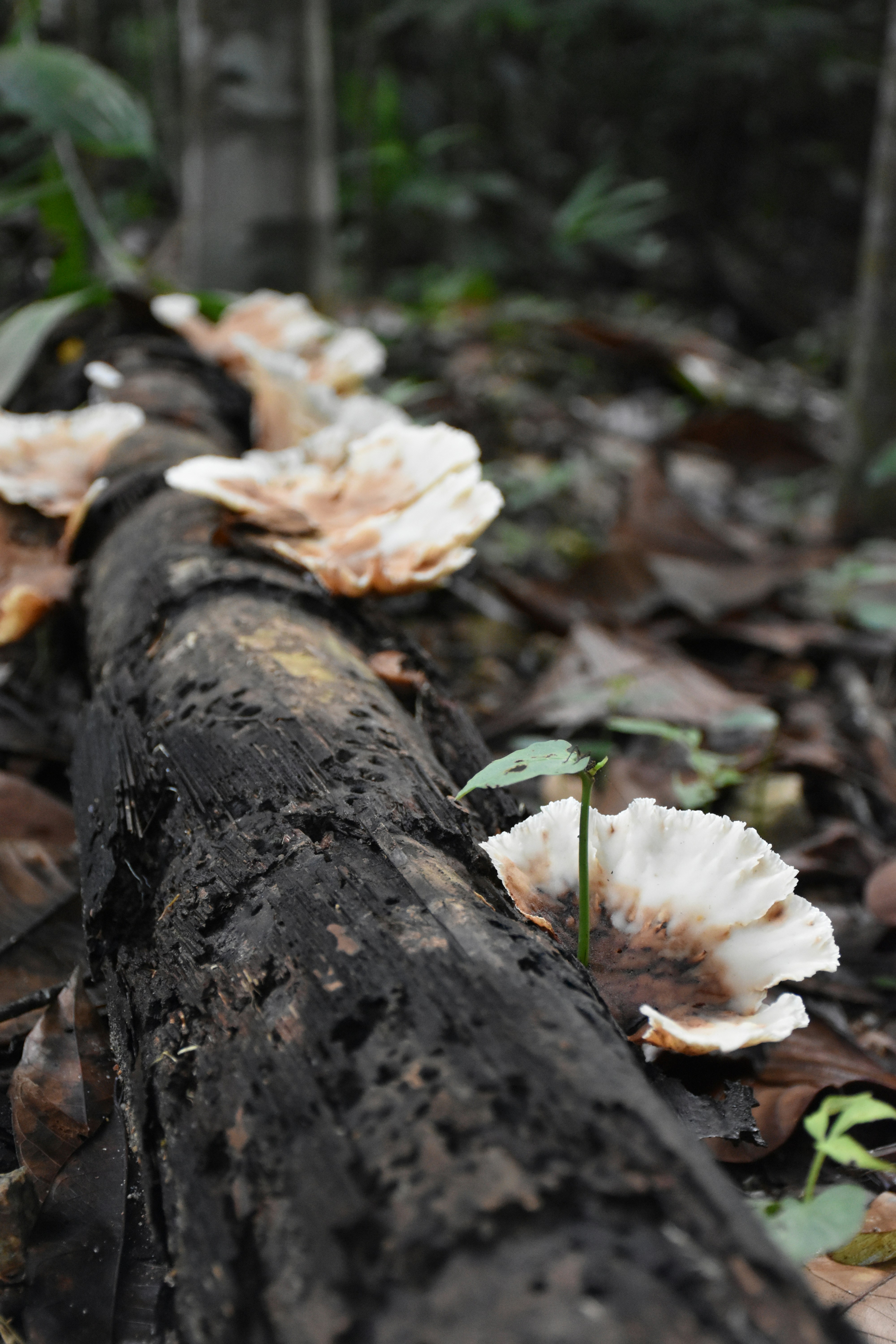 Rotting Log Stage: White Shelf Fungus and Seedling in a Quiet Forest