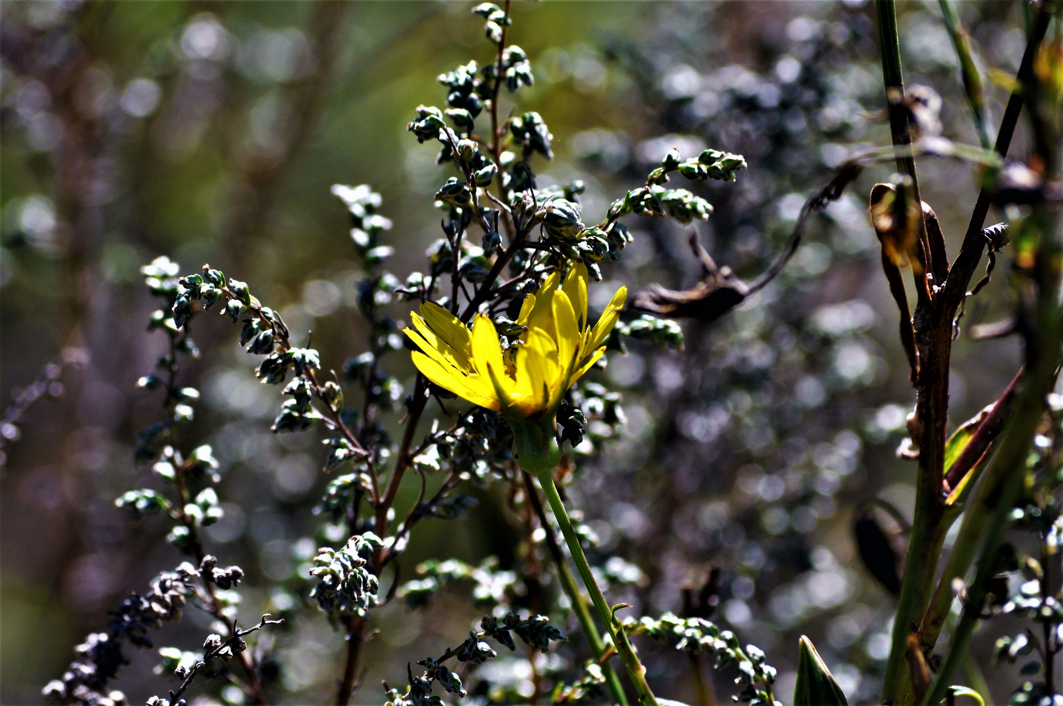 a yellow flower on a plant