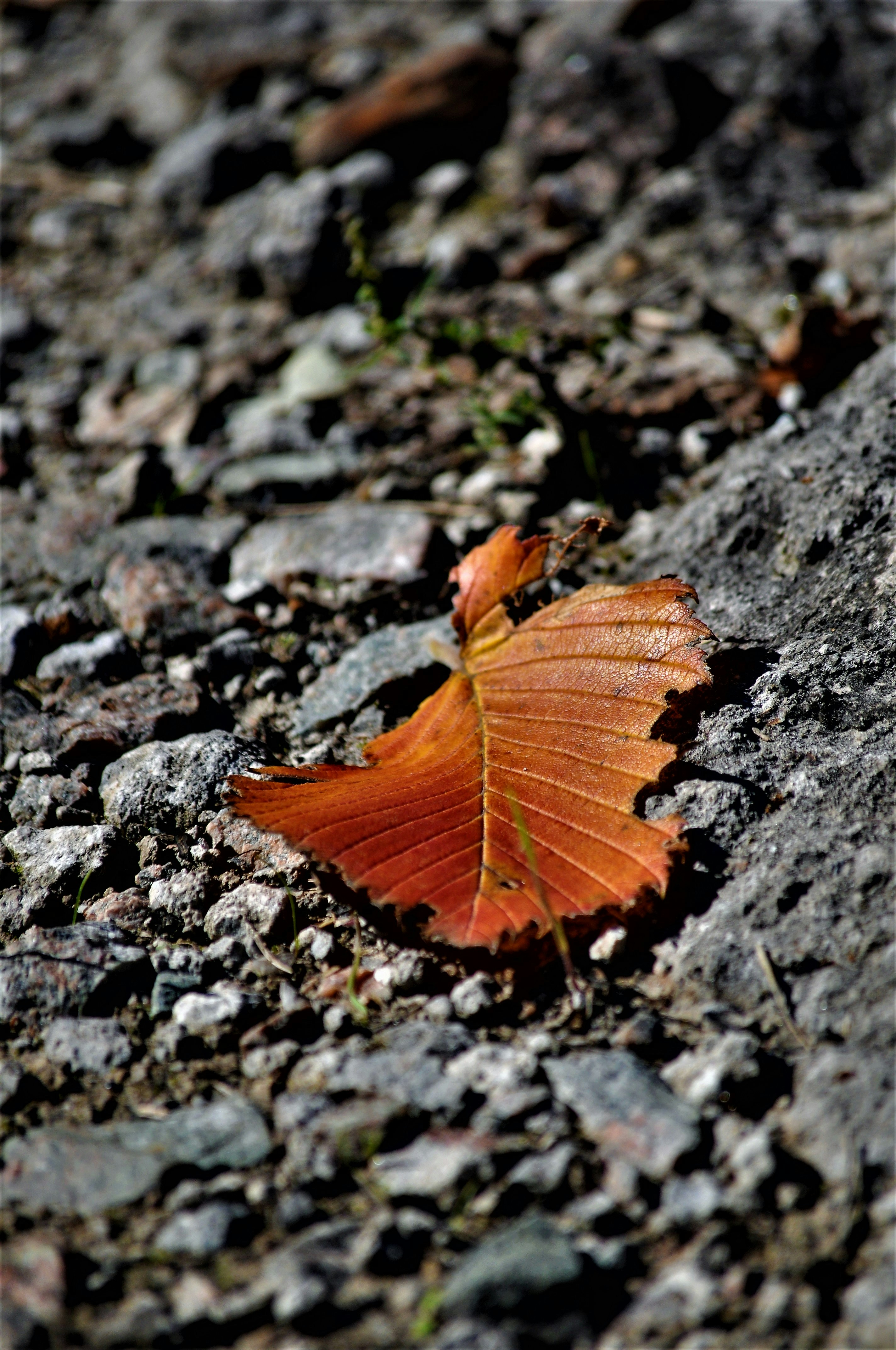 a leaf on the ground