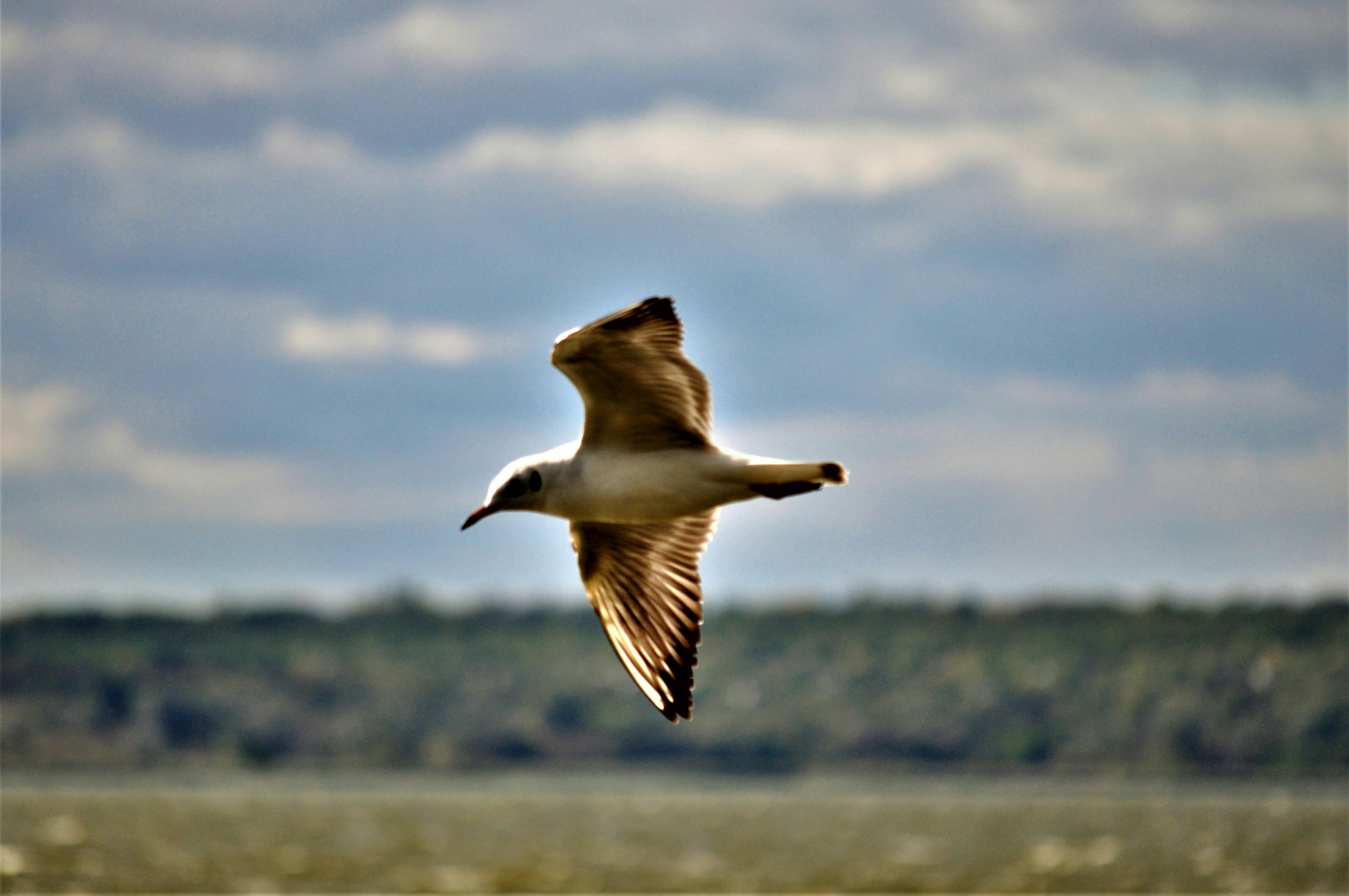 a bird flying in the air