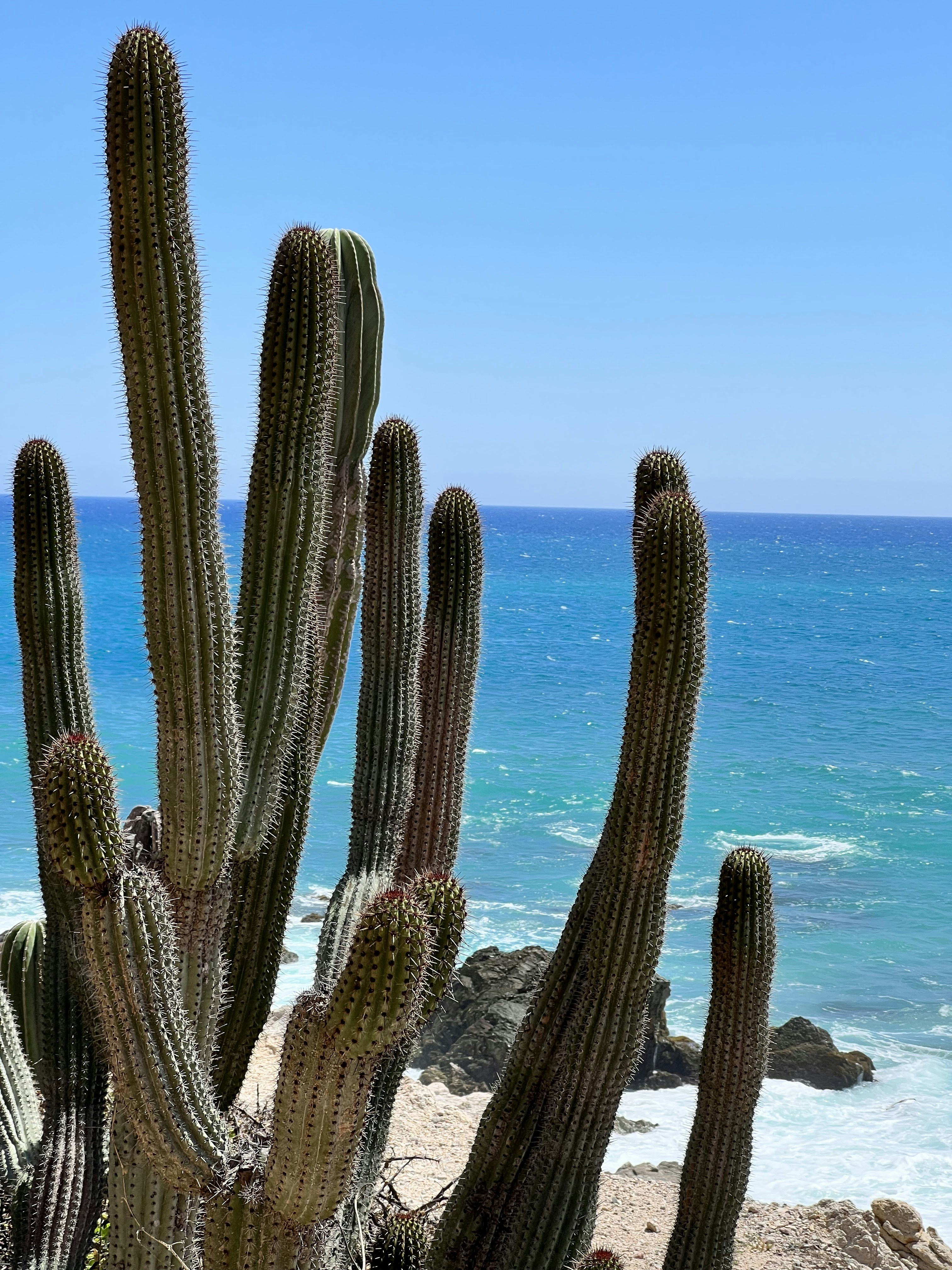 a group of cactus on a beach