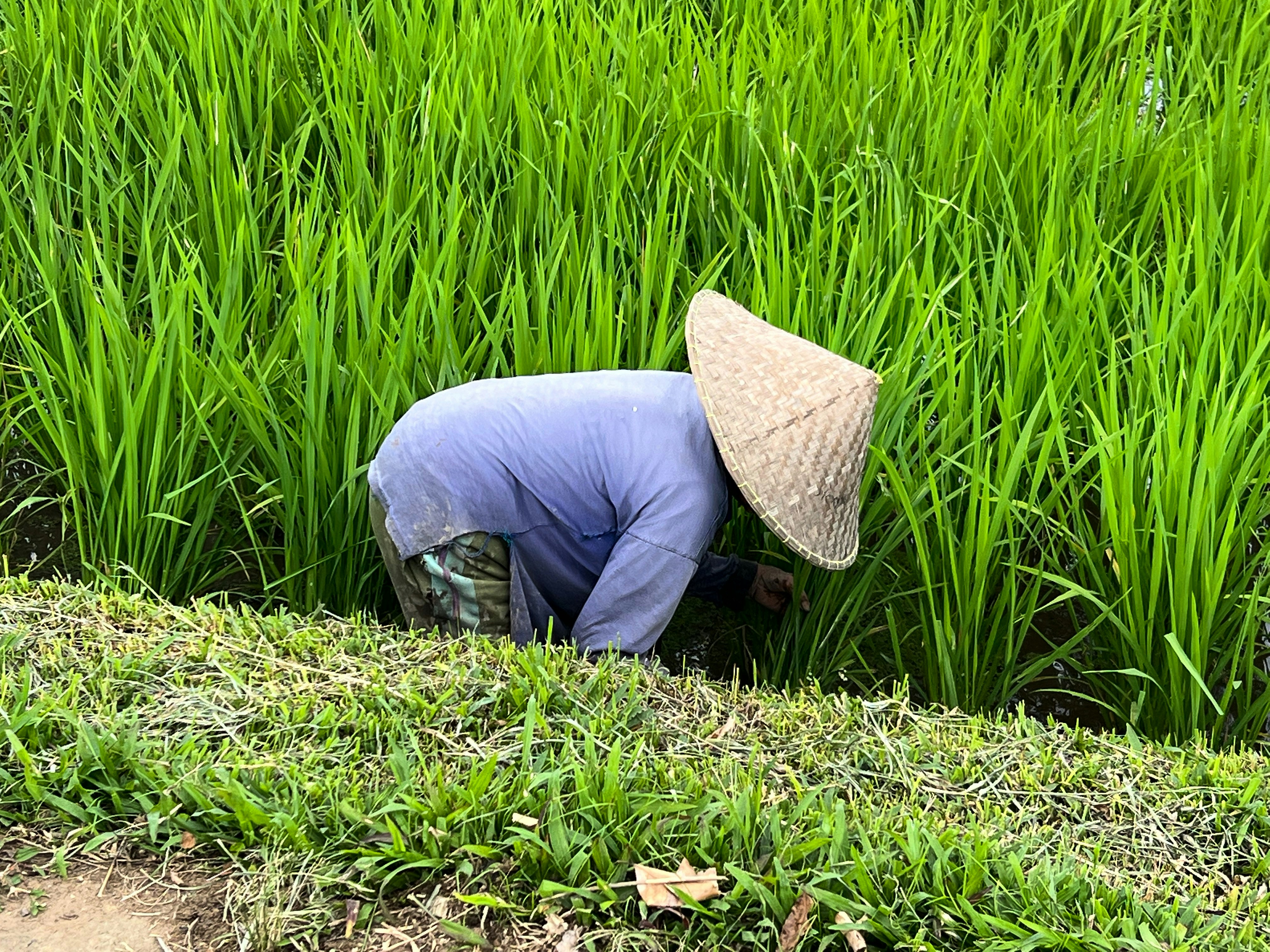 A person lying in a field of tall grass photo – Free Bali Image on Unsplash