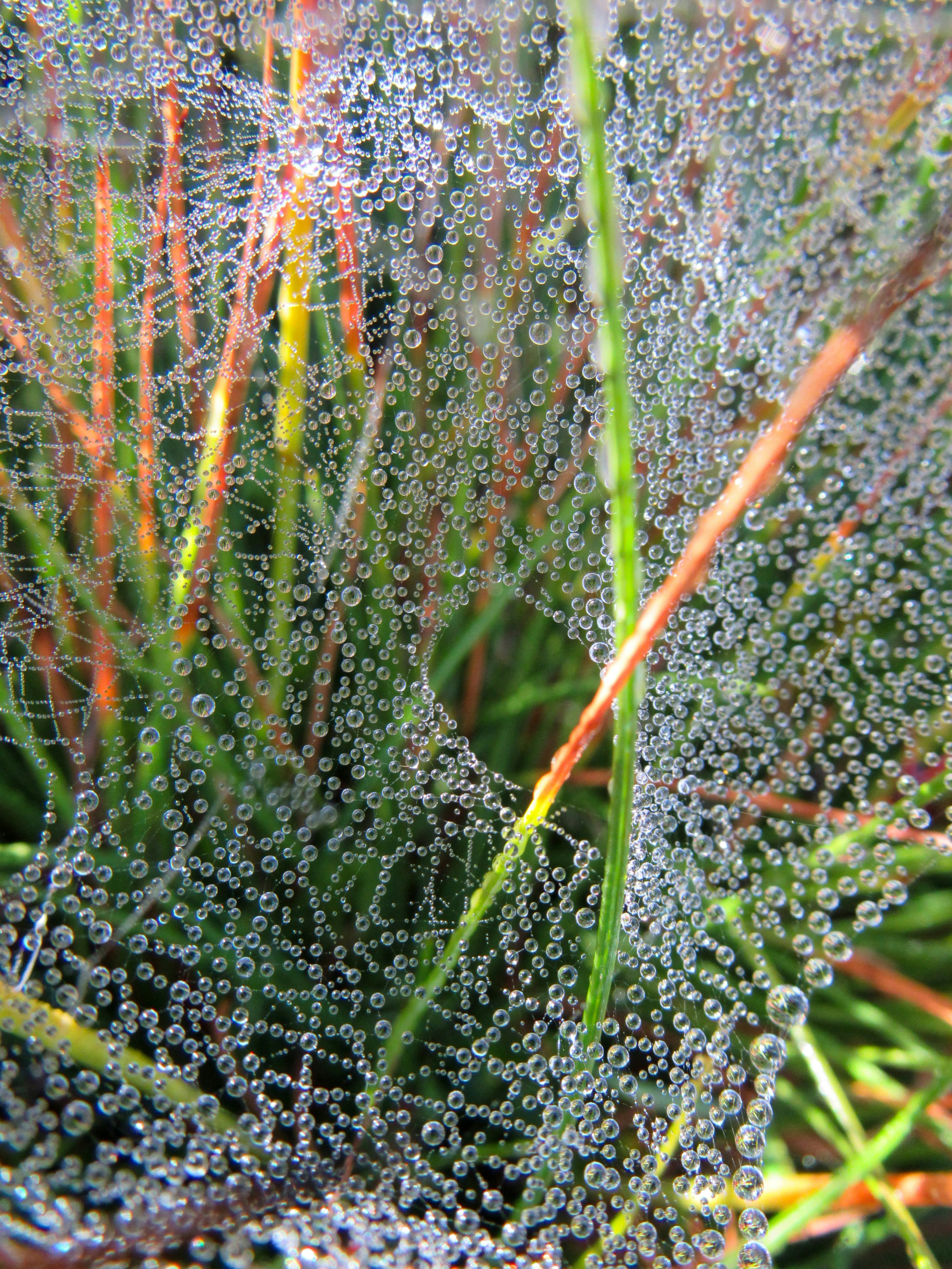 Dewy Spiderweb on Grass