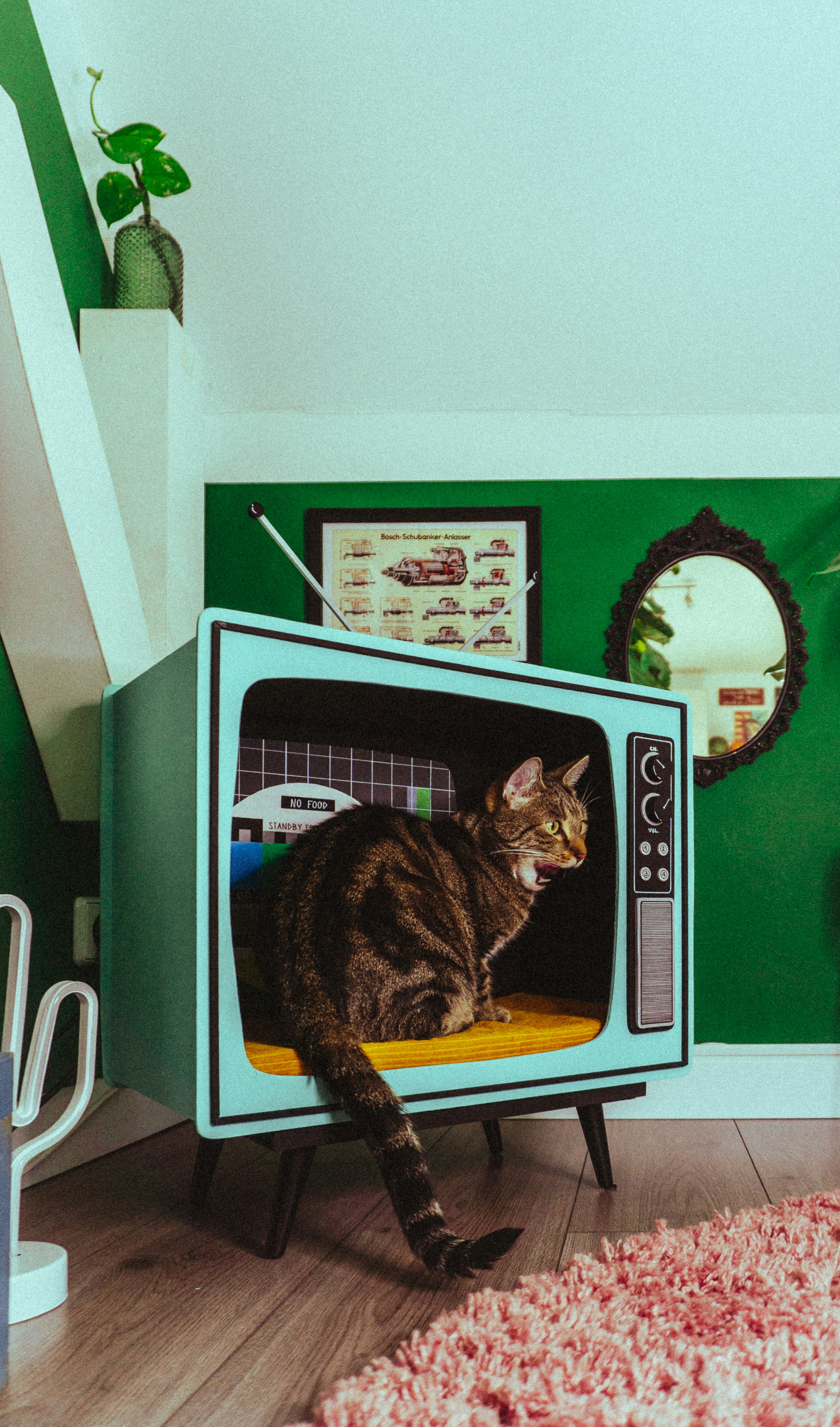 Cat in a Vintage TV Nook
