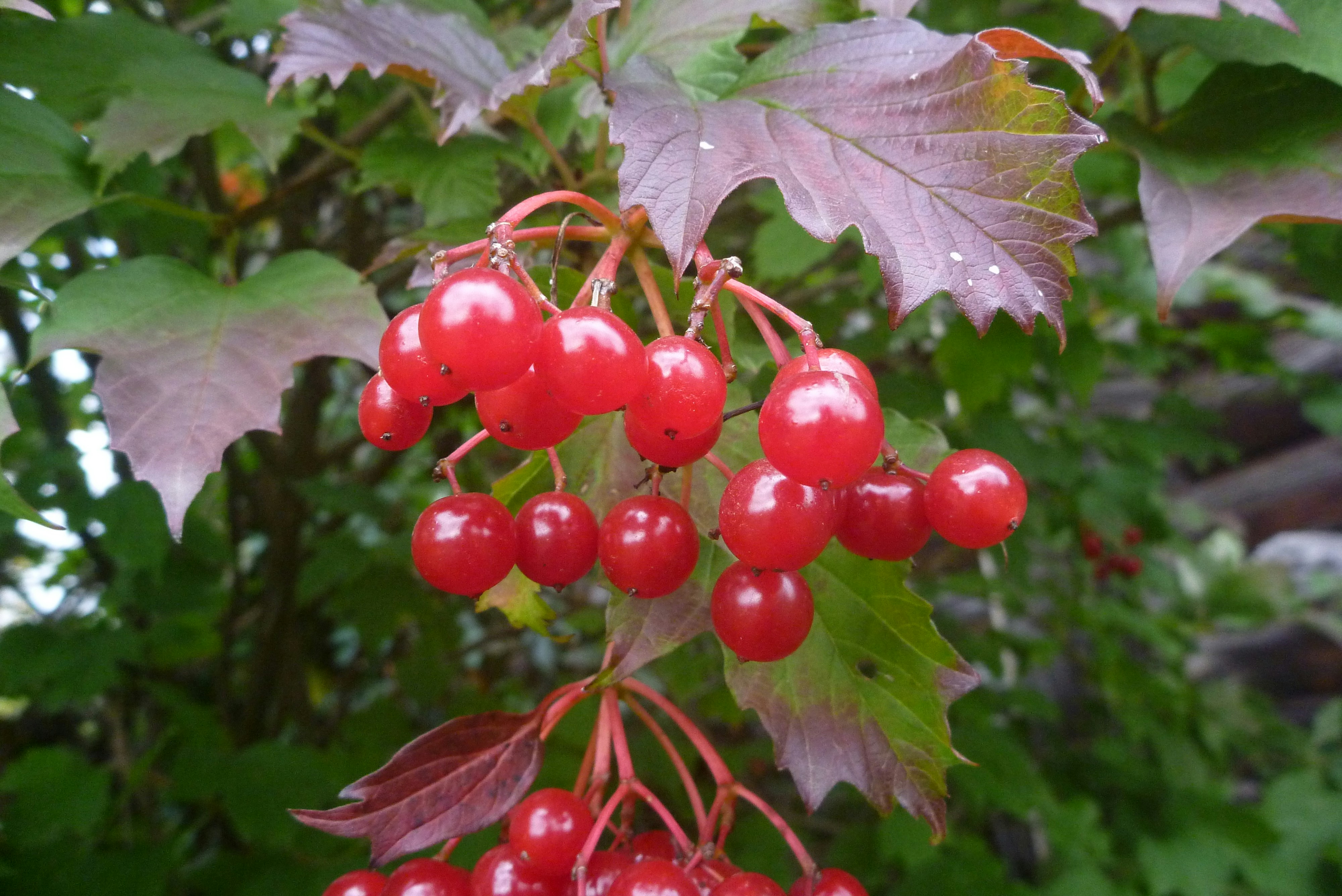 a close up of some berries