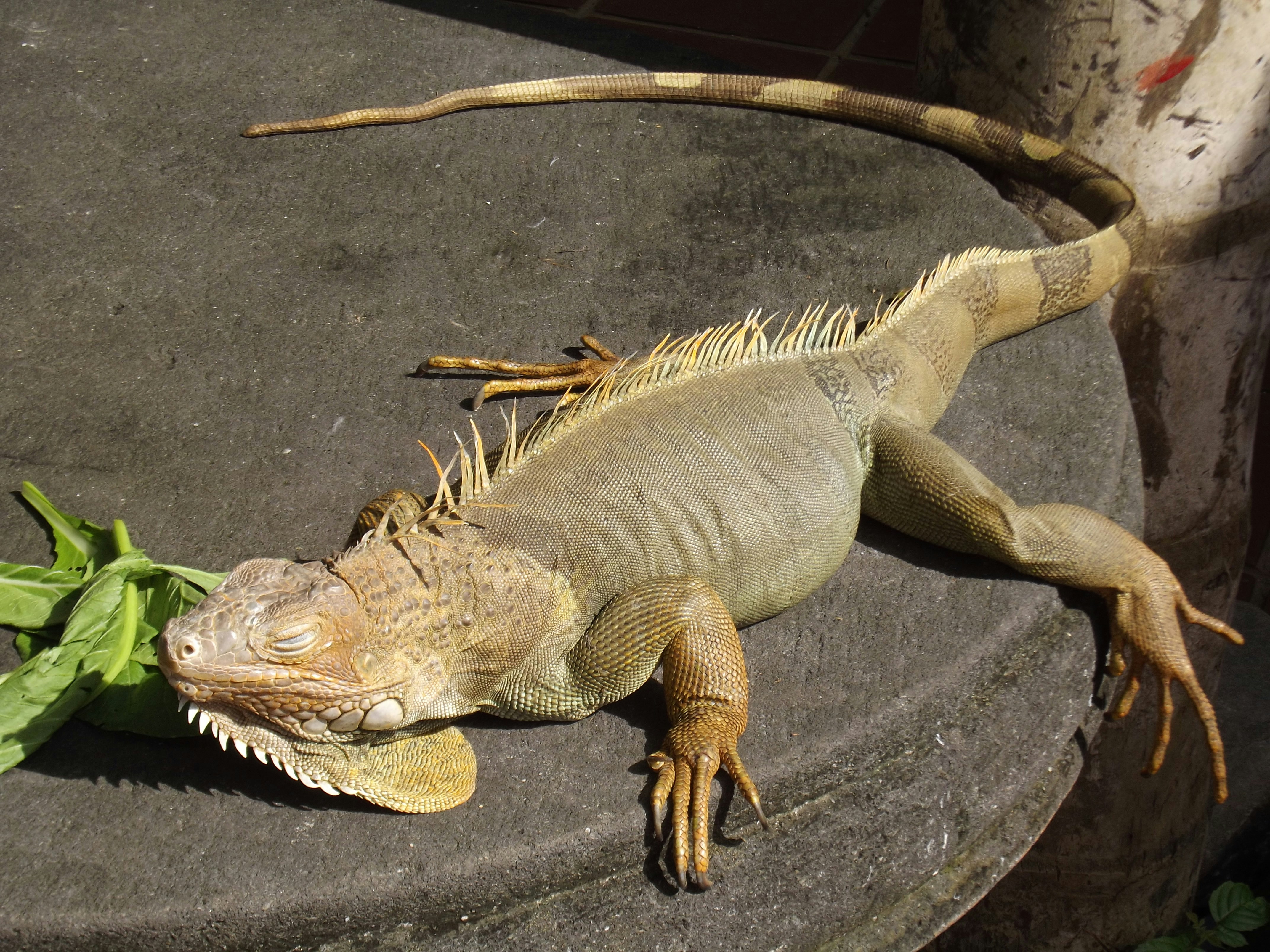 Iguana in Quiet Repose on a Circular Stone Stage
