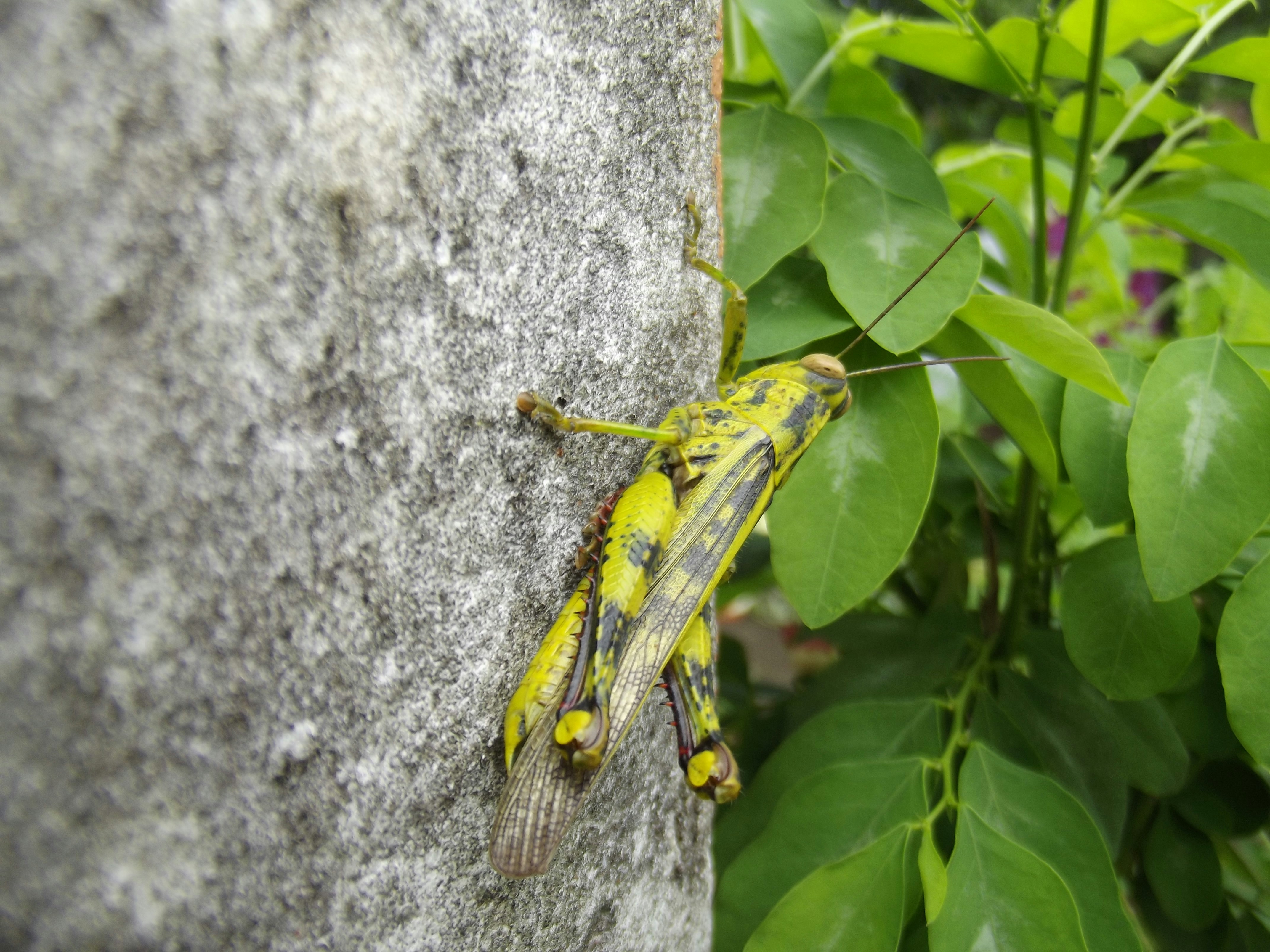 Bright Yellow Planthopper Clinging to Weathered Bark Amid Green Foliage