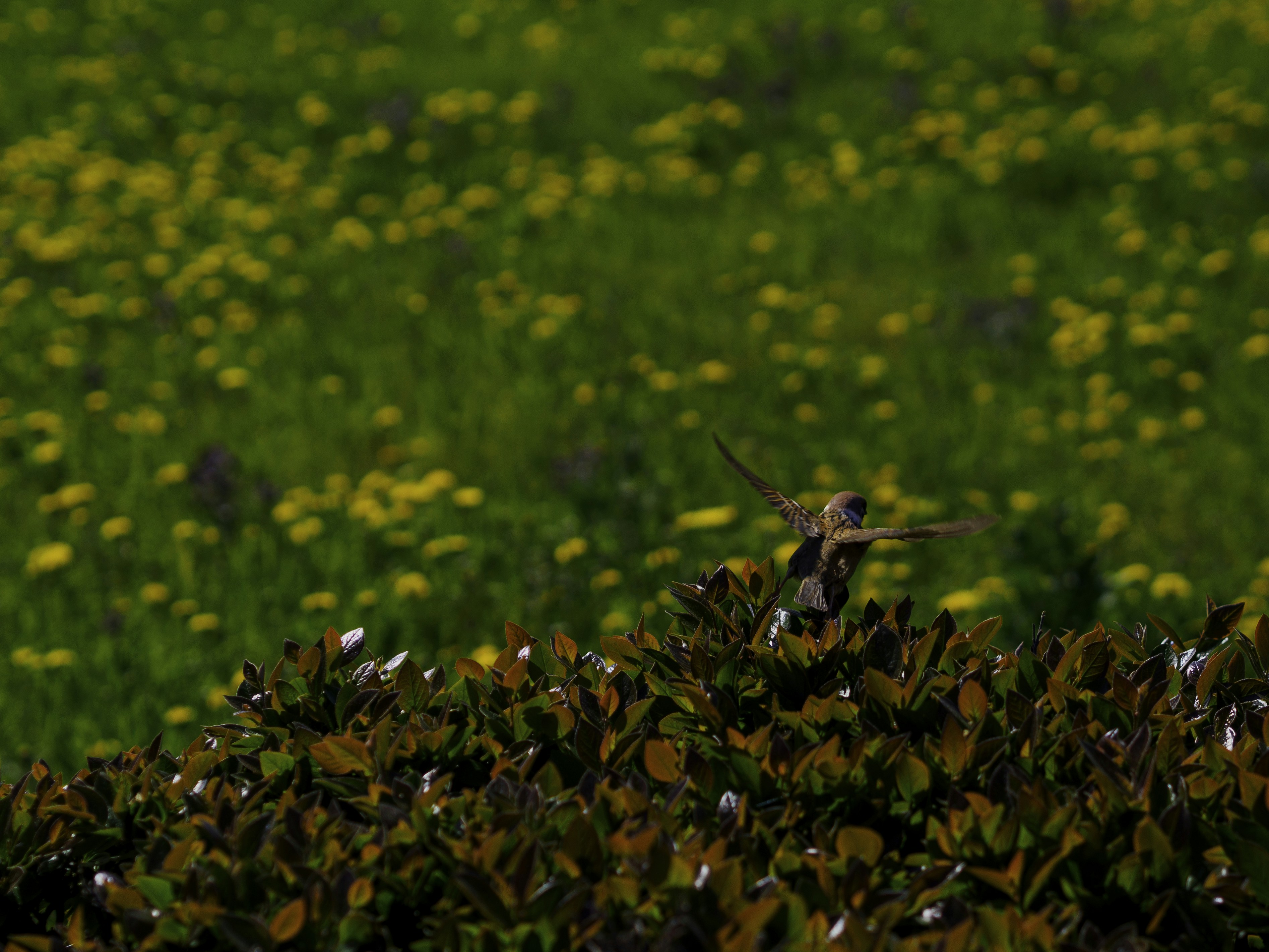 Bird in mid-flight above vibrant green foliage dotted with yellow flowers.